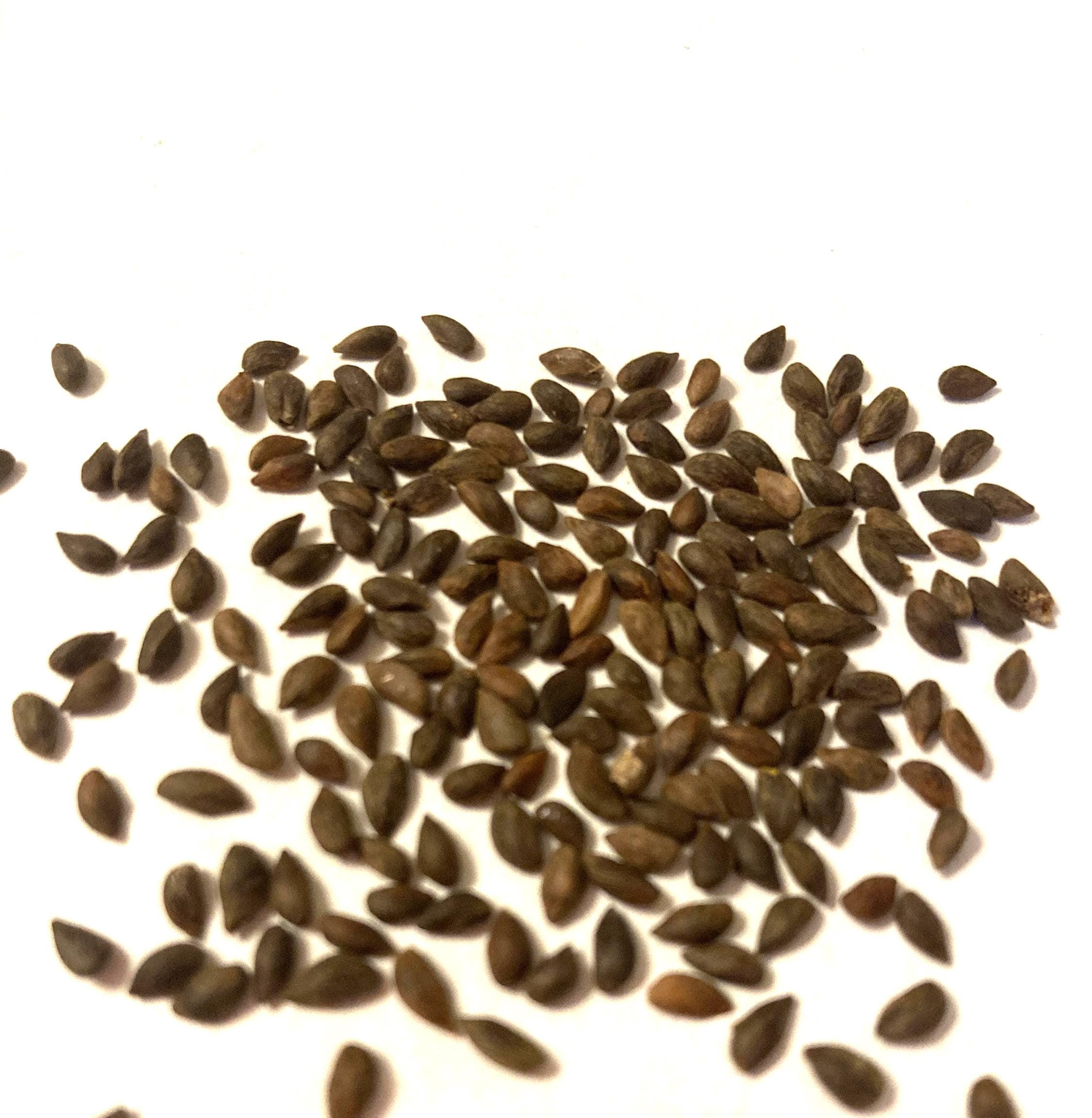 Korean Spruce Tree Seeds (PICEA KORAIENSIS) | TreeSeedMan.Com TREE ...