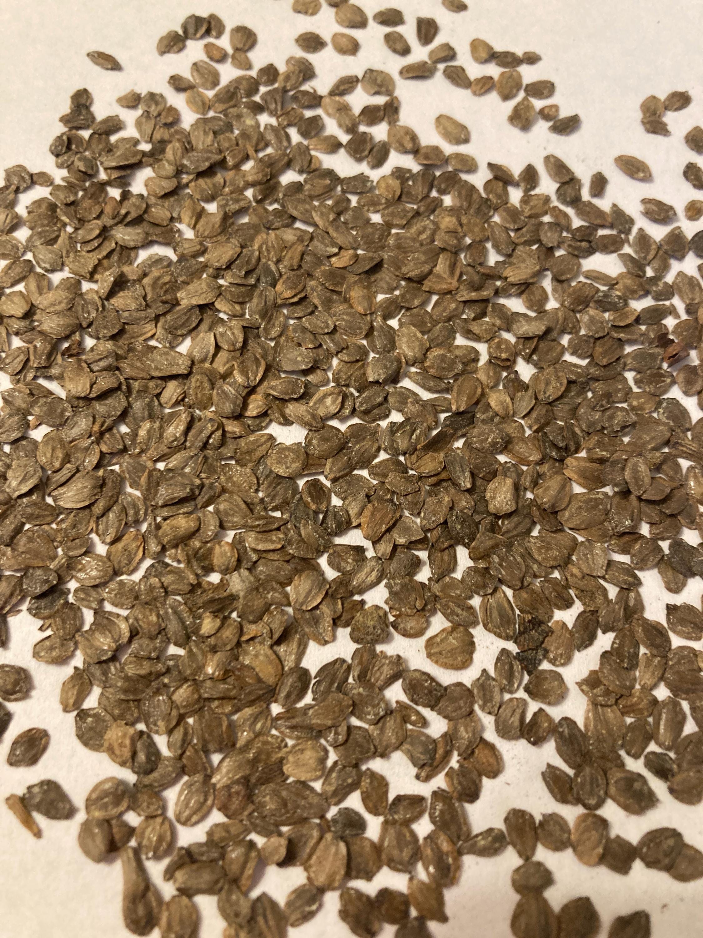 Italian Alder Tree Seeds (ALNUS CORDATA) | TreeSeedMan.Com TREE, SHRUB ...