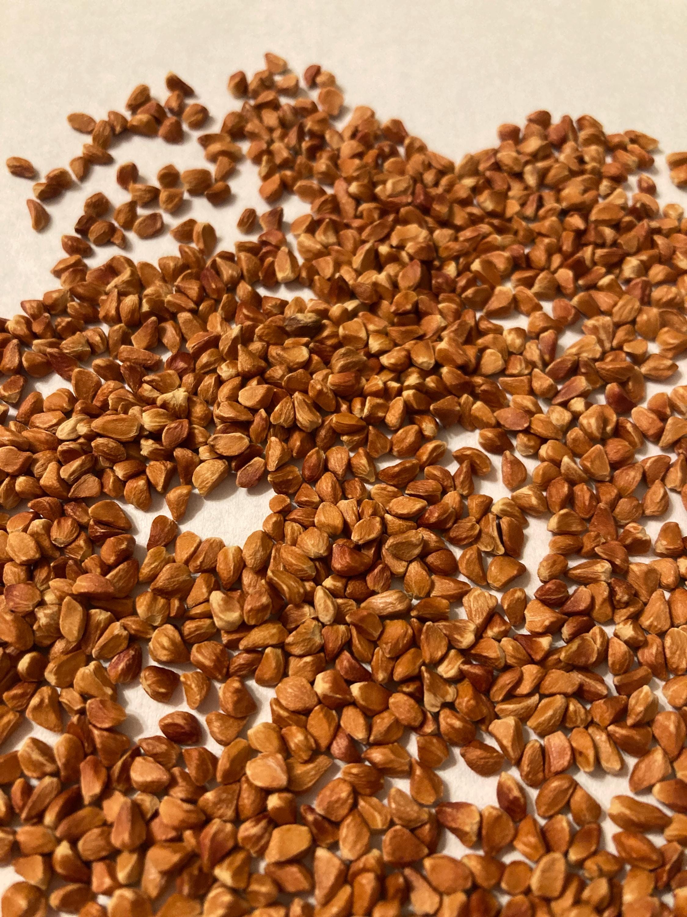 Sweet Briar Shrub Seeds (ROSA EGLANTARIA) (Eglantine Rose) (Rosa ...