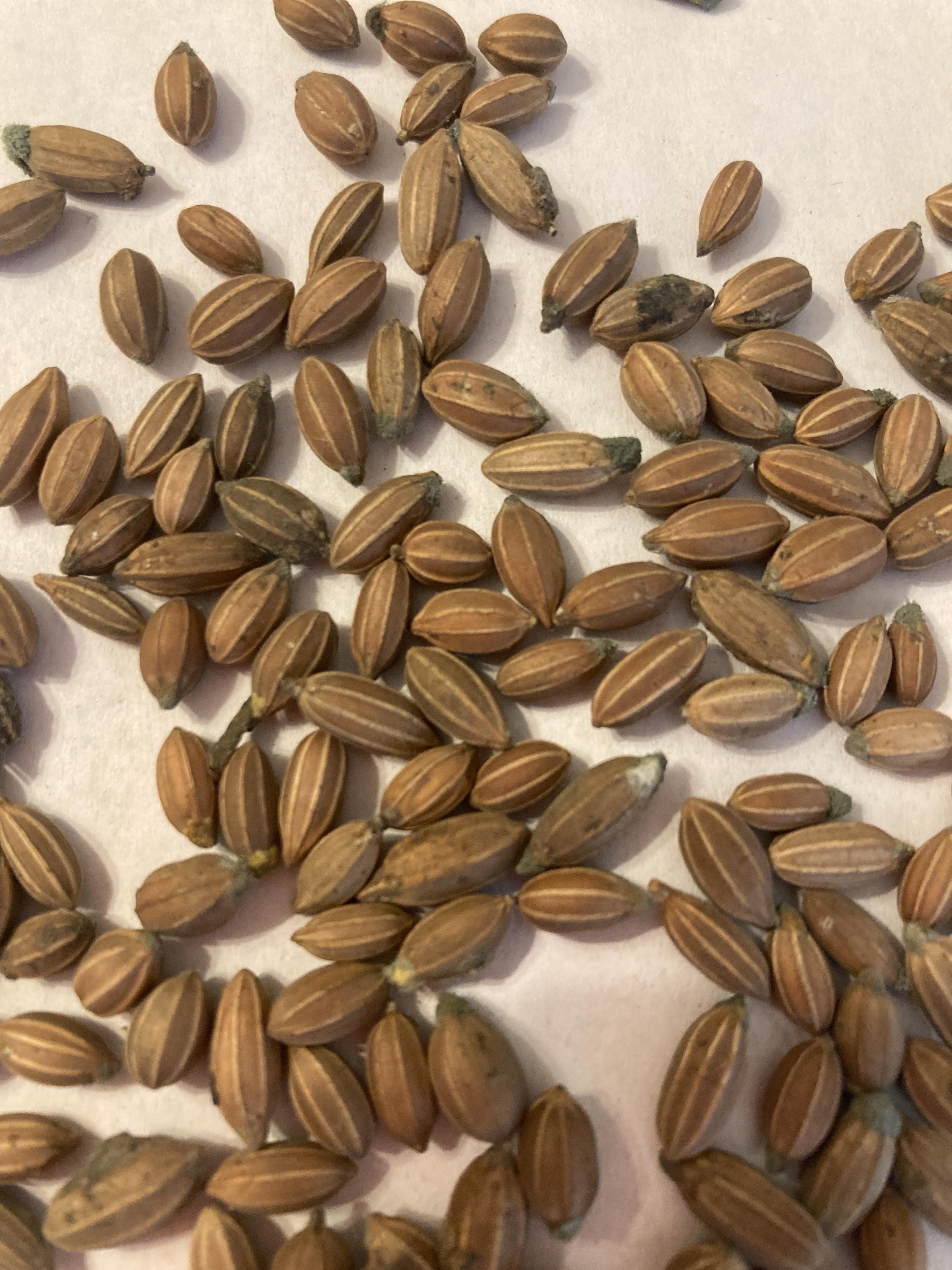Thorny Olive Tree Seeds (ELAEAGNUS PUNGENS) | TreeSeedMan.Com TREE ...