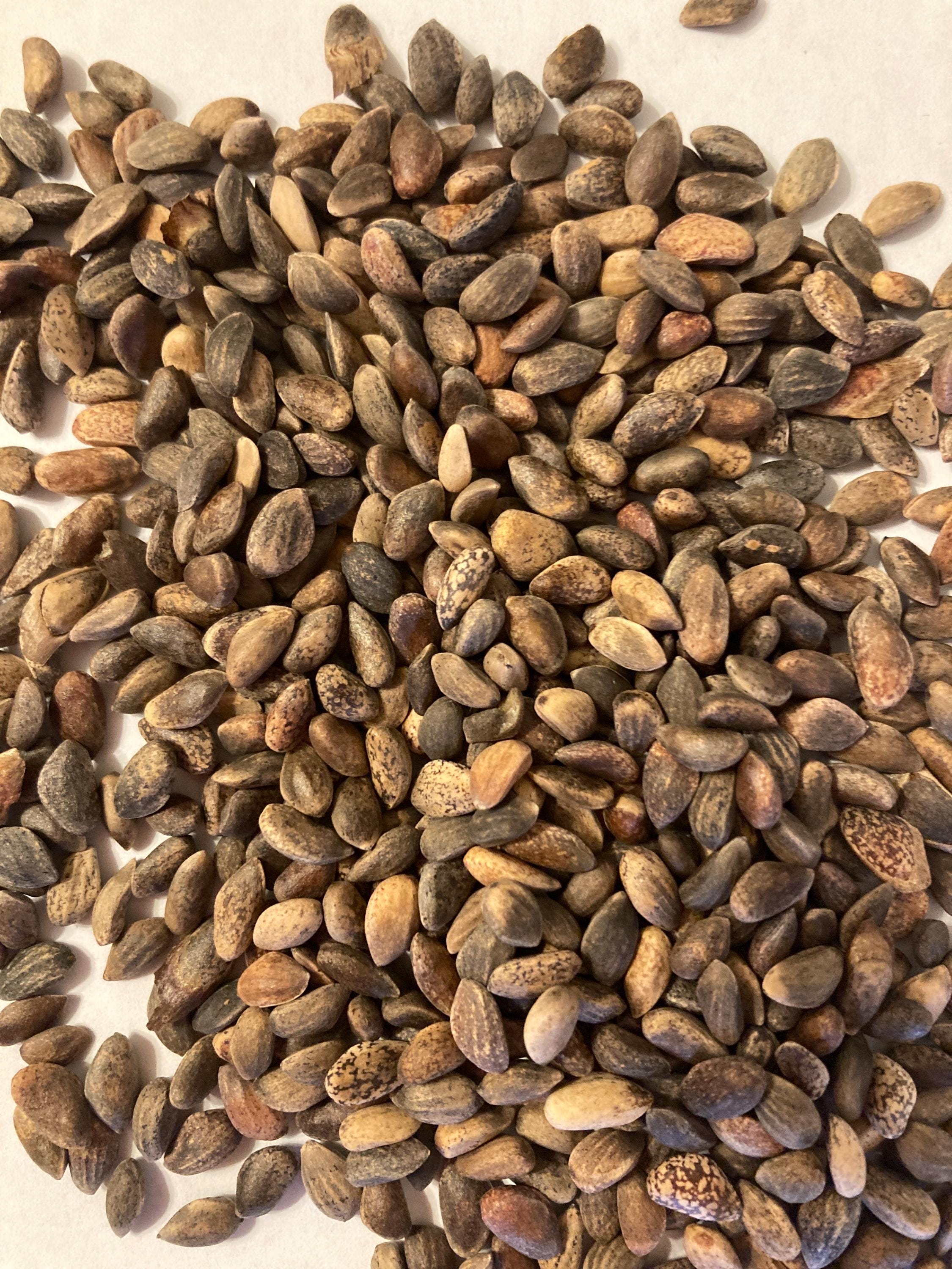 Chinese Hard Pine Tree Seeds (PINUS TABULAEFORMIS) (Chinese Table Pine ...