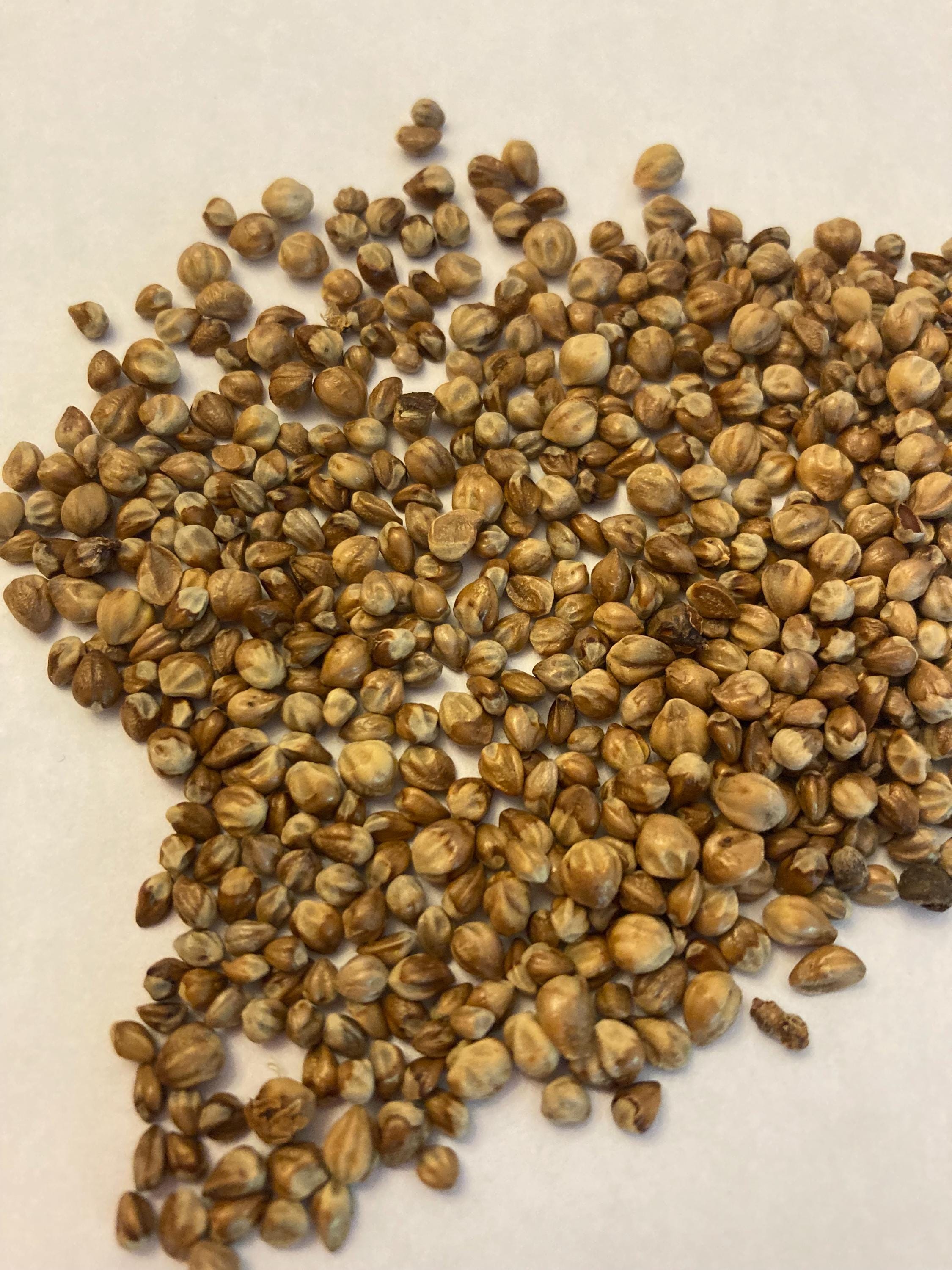 Colorado Red Juniper Tree Seeds (JUNIPERUS SCOPULORUM) (Rocky Mountain ...