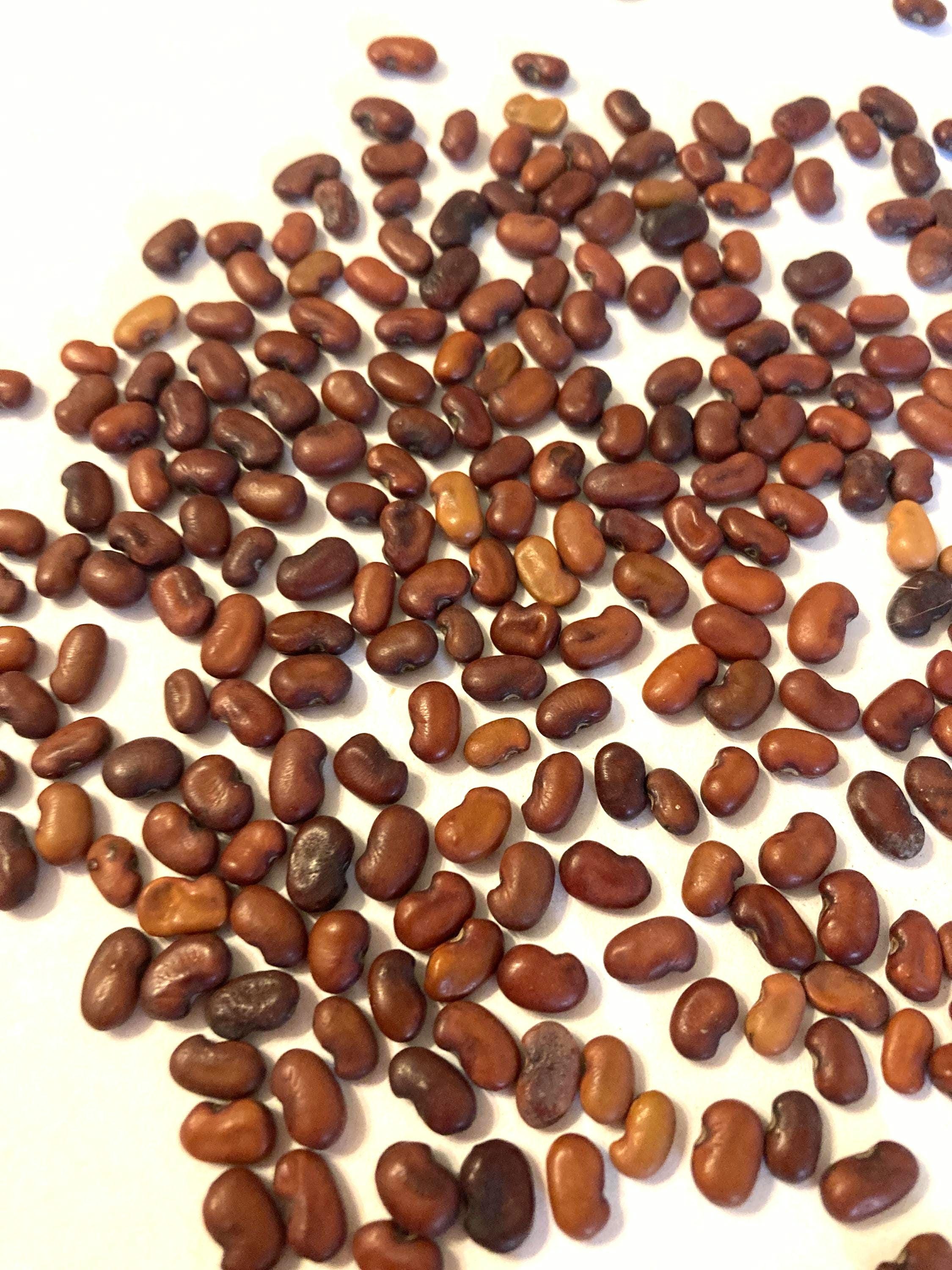 Vegetable Hummingbird Tree Seeds (SESBANIA GRANDIFLORA) (Agati ...