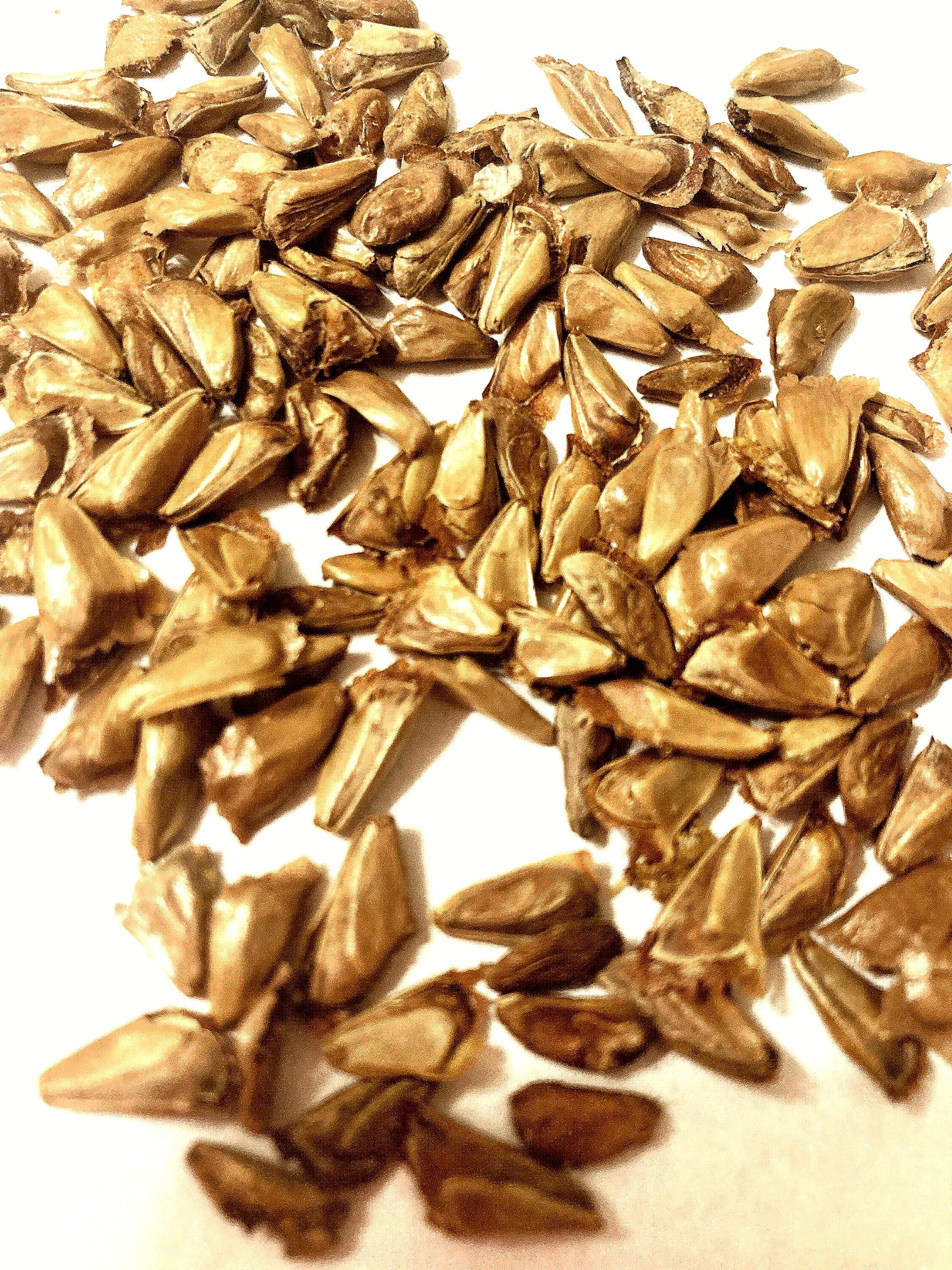 White Fir Tree Seeds (ABIES CONCOLOR) (Concolor Fir) | TreeSeedMan.Com ...