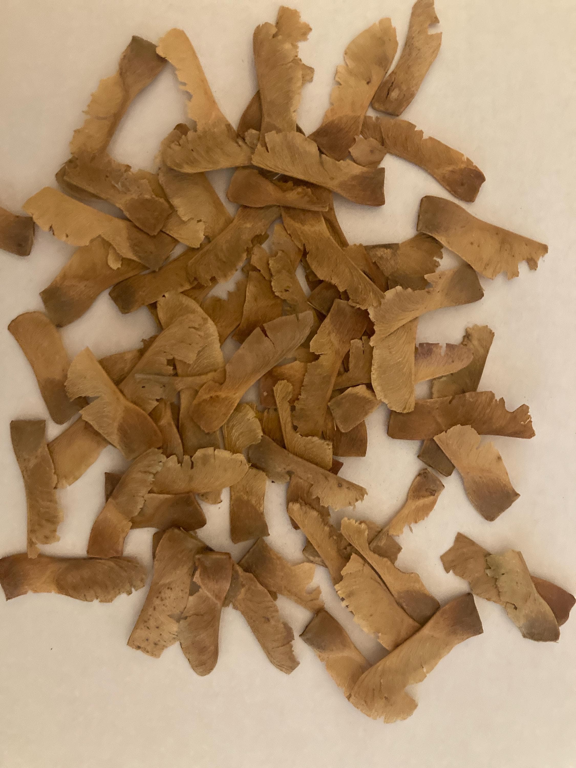 Norway Maple Tree Seeds (wing intact) (ACER PLATANOIDES) | TreeSeedMan ...