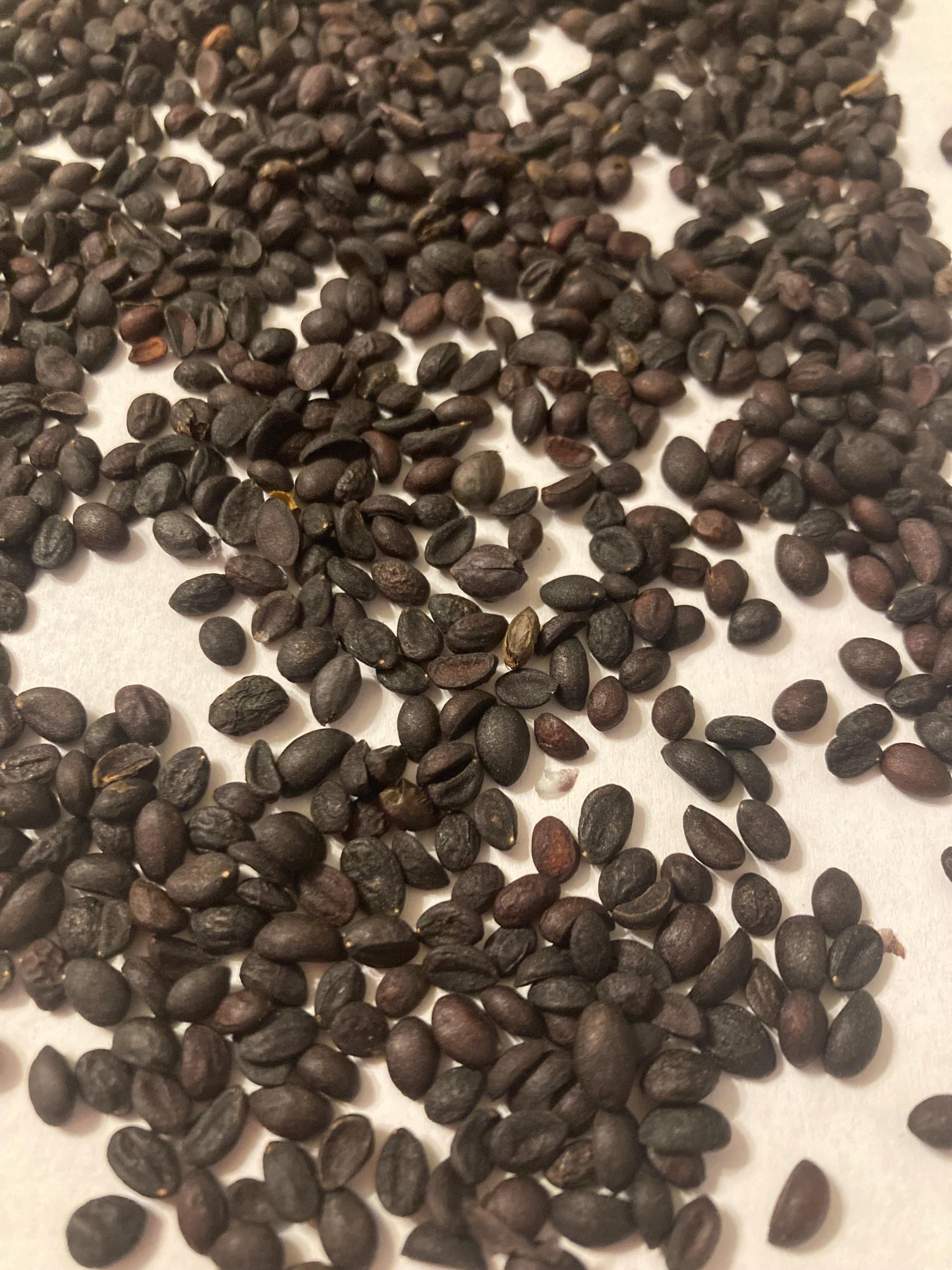 European Privet Shrub Seeds (LIGUSTRUM VULGARE) (Common Privet ...