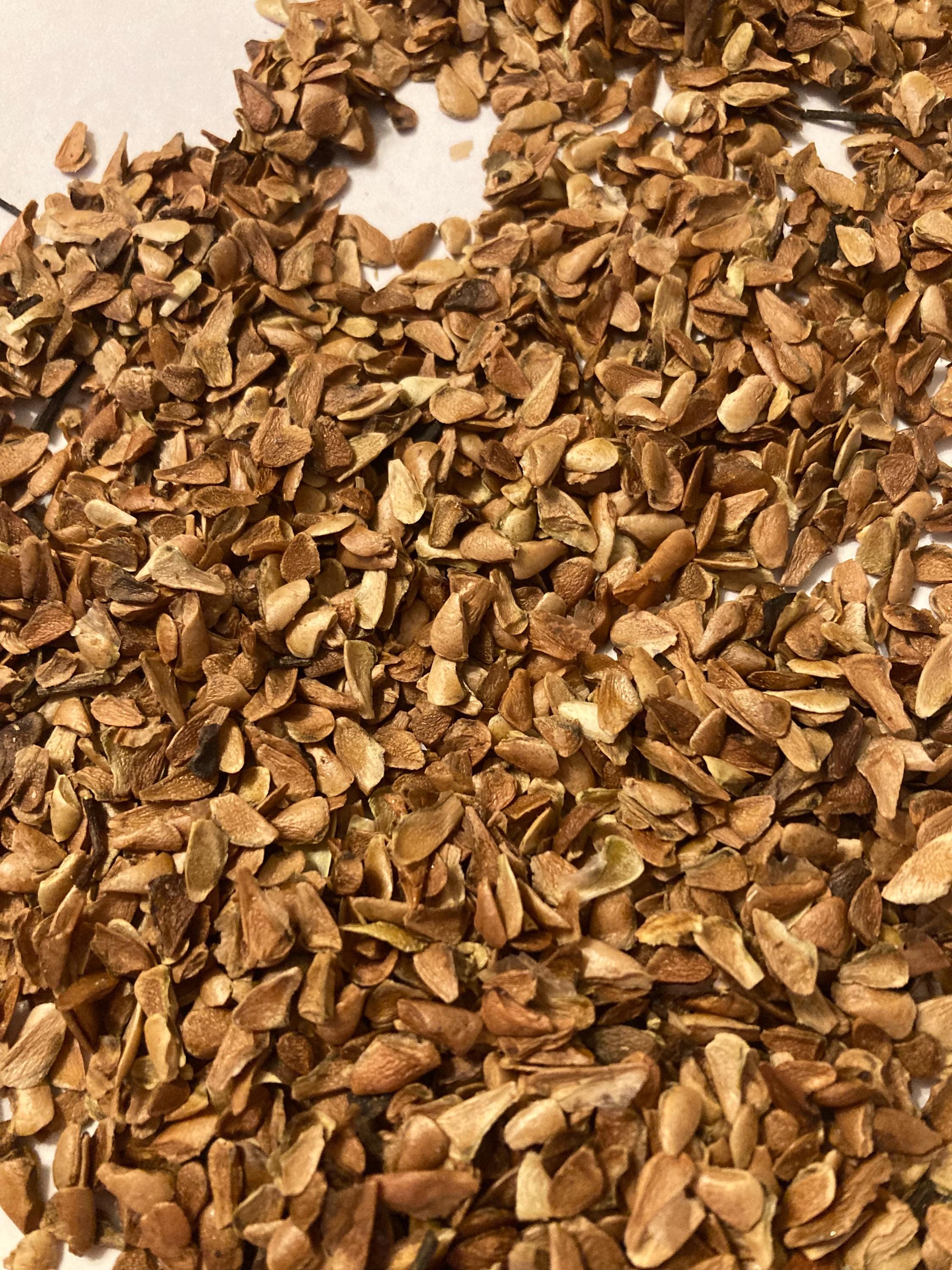 Chinese Cedar Tree Seeds (Toona Sinensis) | TreeSeedMan.Com TREE, SHRUB ...