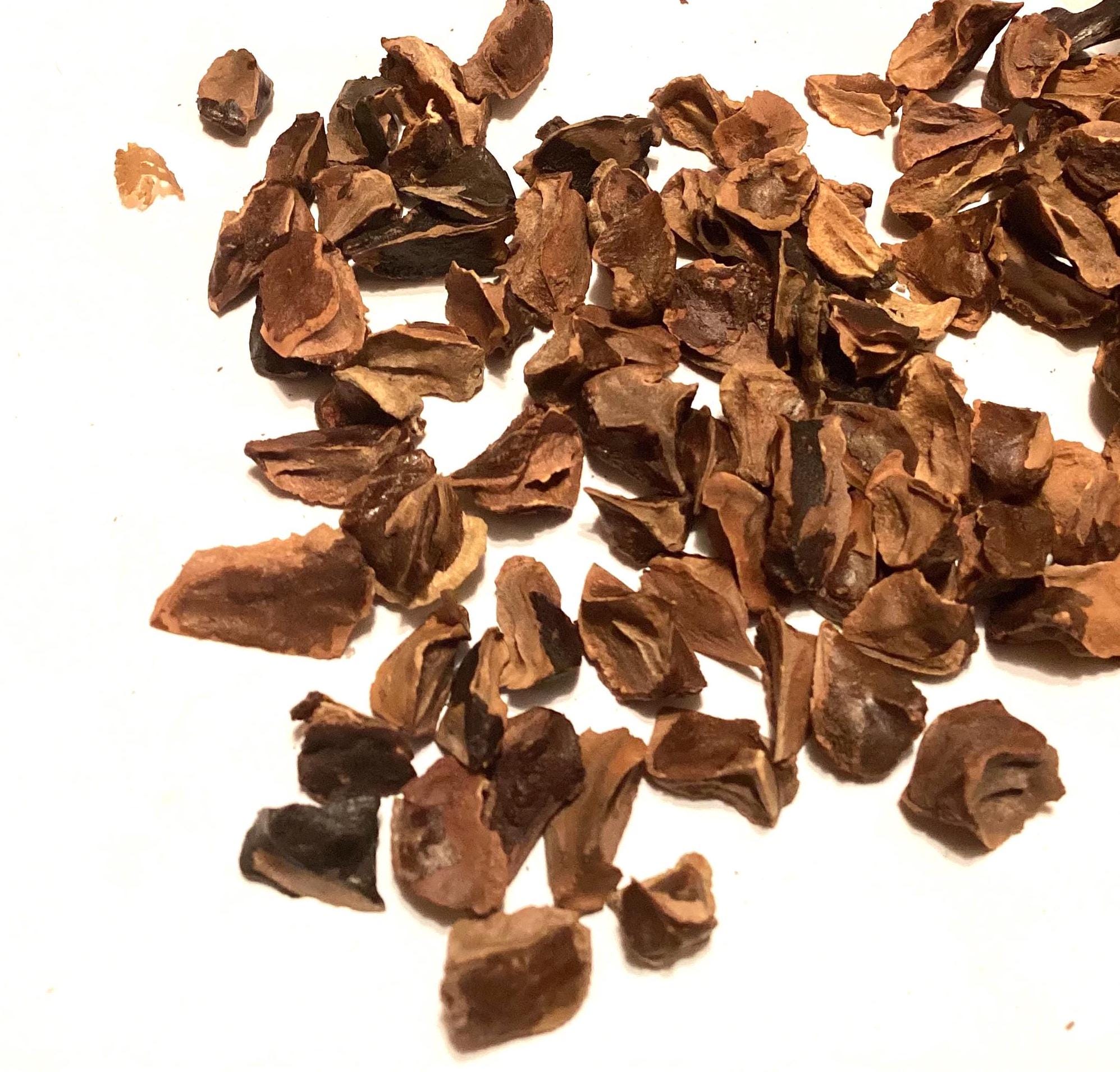 Pond Cypress Tree Seeds (TAXODIUM DISTICHUM var. Imbricatum ...