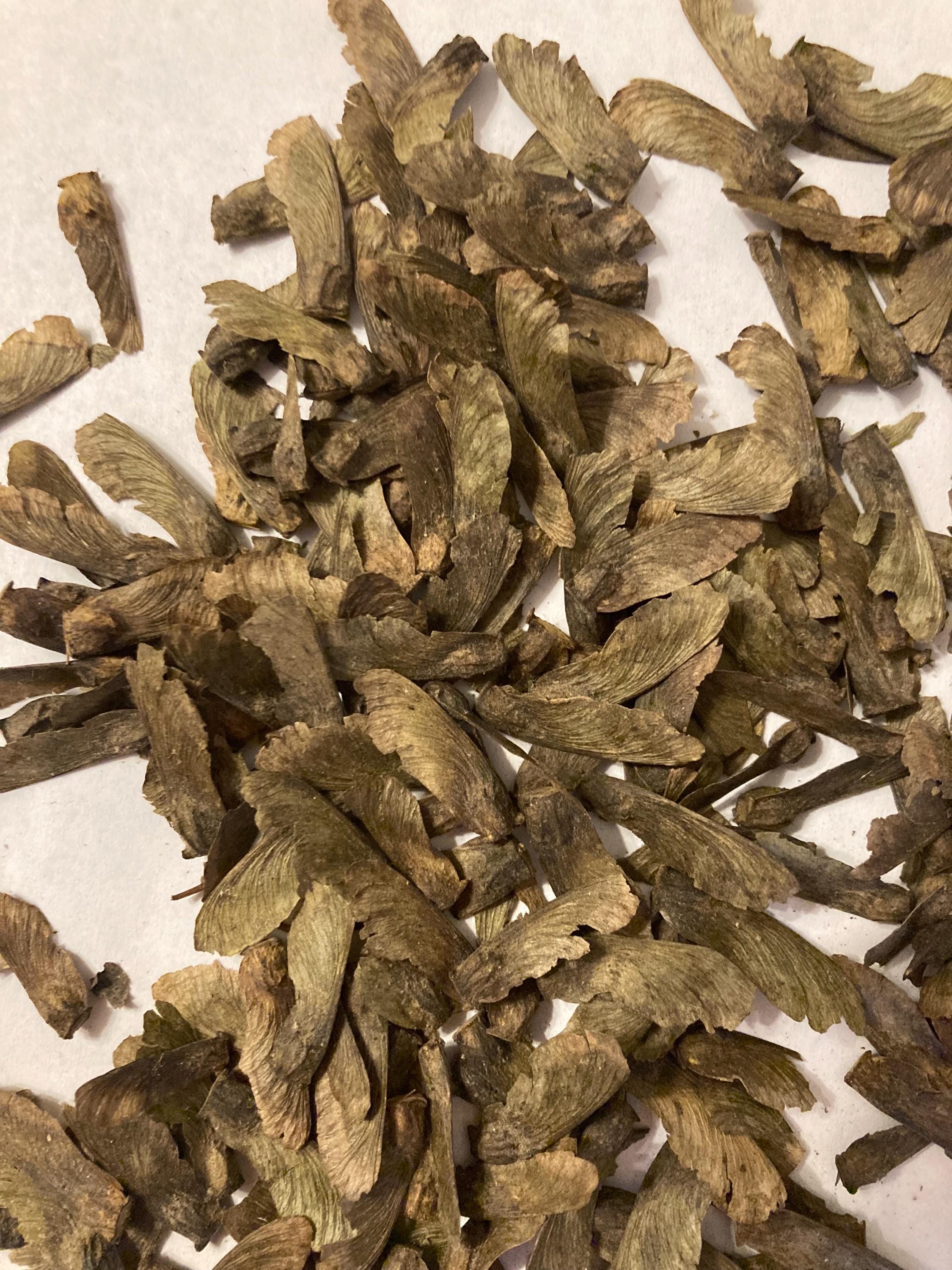 Sode no uchi Siebold Maple Tree Seeds (ACER SIEBOLDIANUM 'Sode-No-Uchi ...