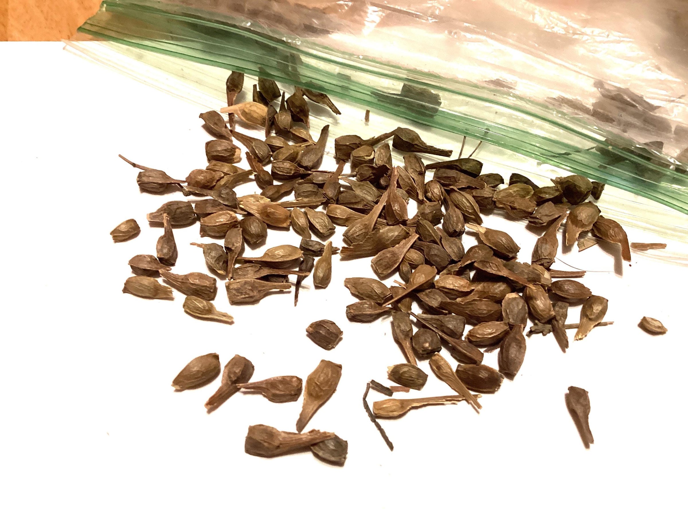 Evergreen MapleTree seeds (ACER CINNAMONIFOLIUM) (Yunnan Maple ...