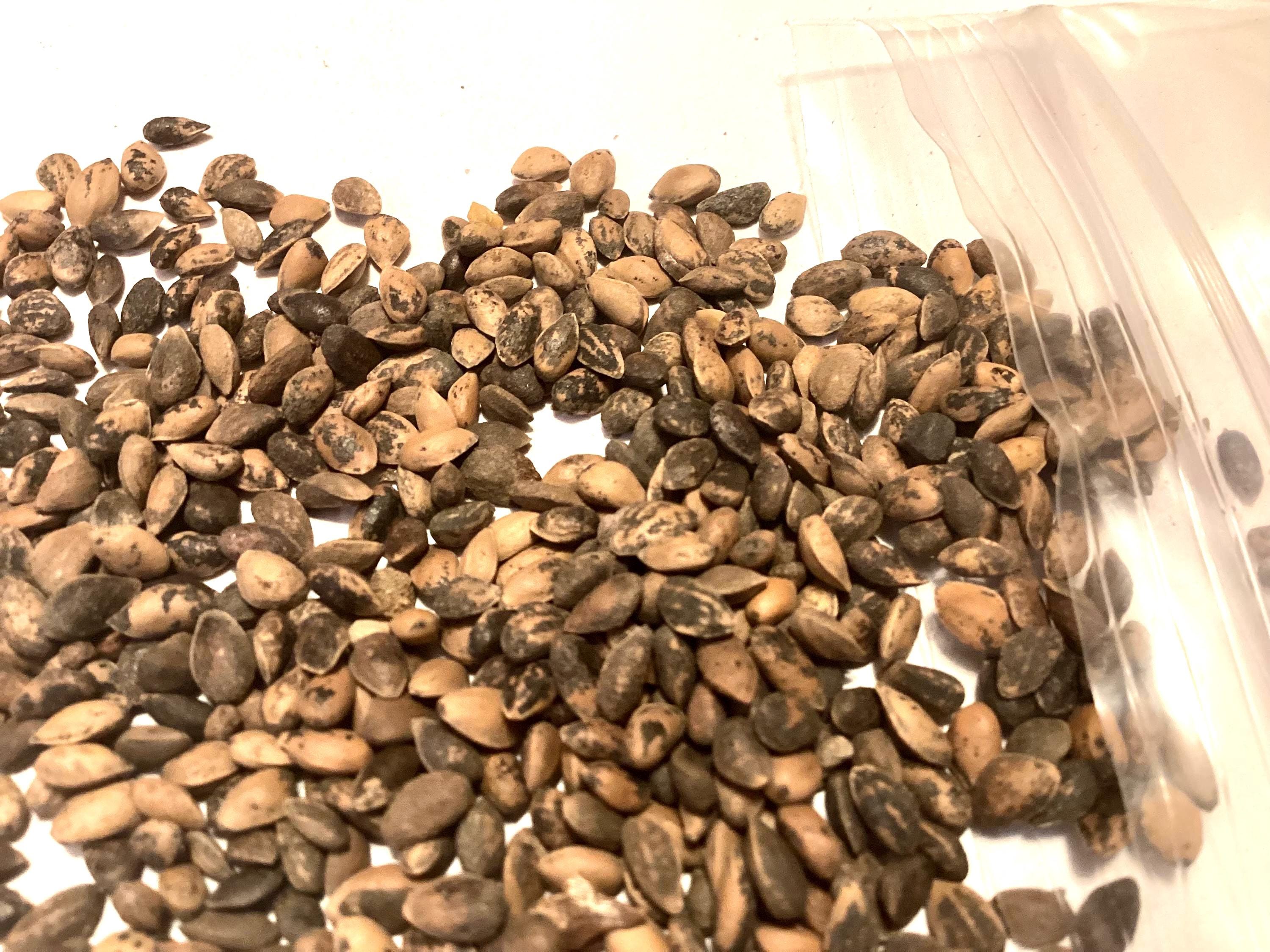 Chinese Pine Tree Seeds (PINUS YUNNANENSIS) (Yunnan Pine) | TreeSeedMan ...