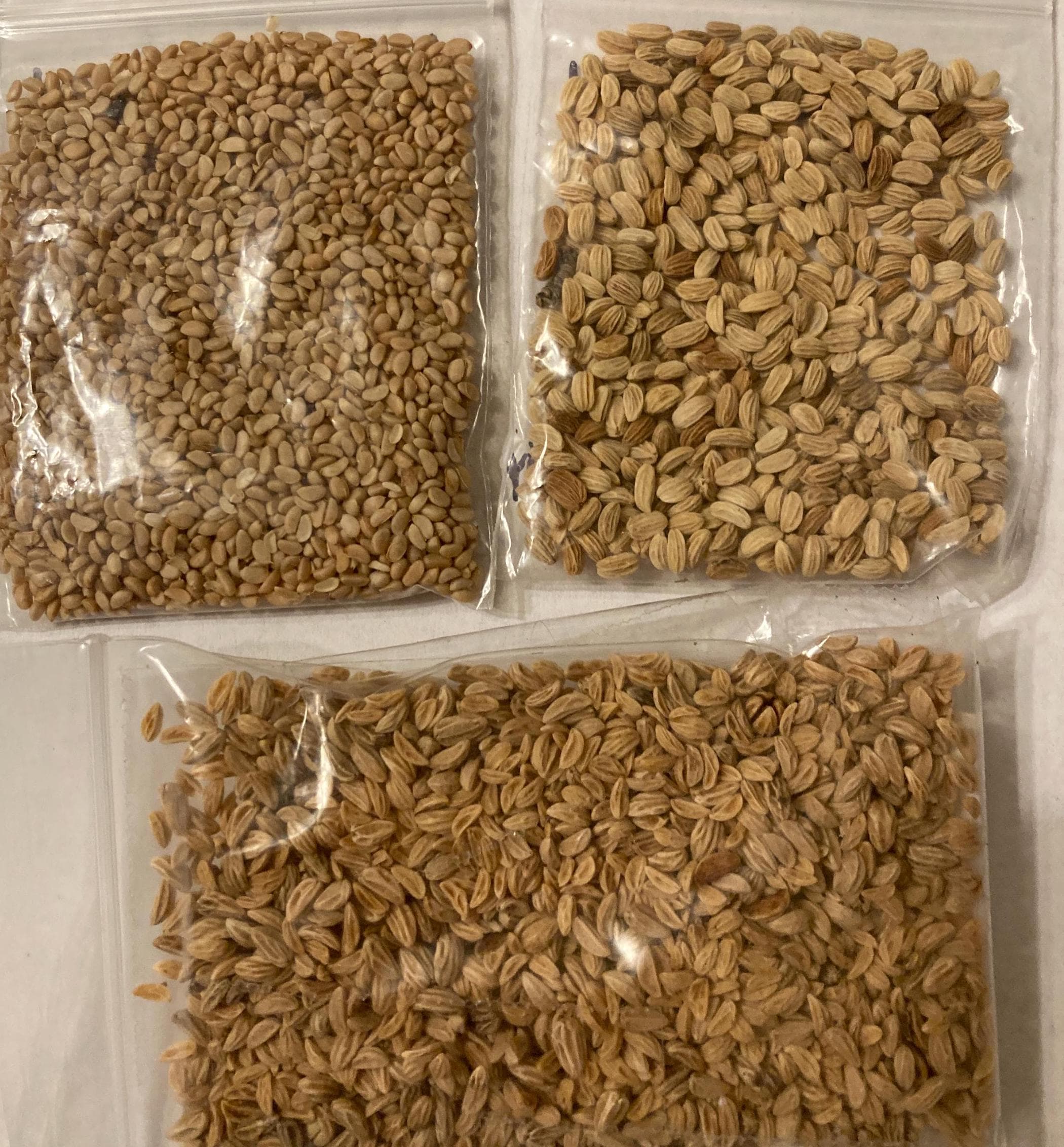 3 types of HOLLY TREE SEEDS (per order randomly chosen) | TreeSeedMan ...