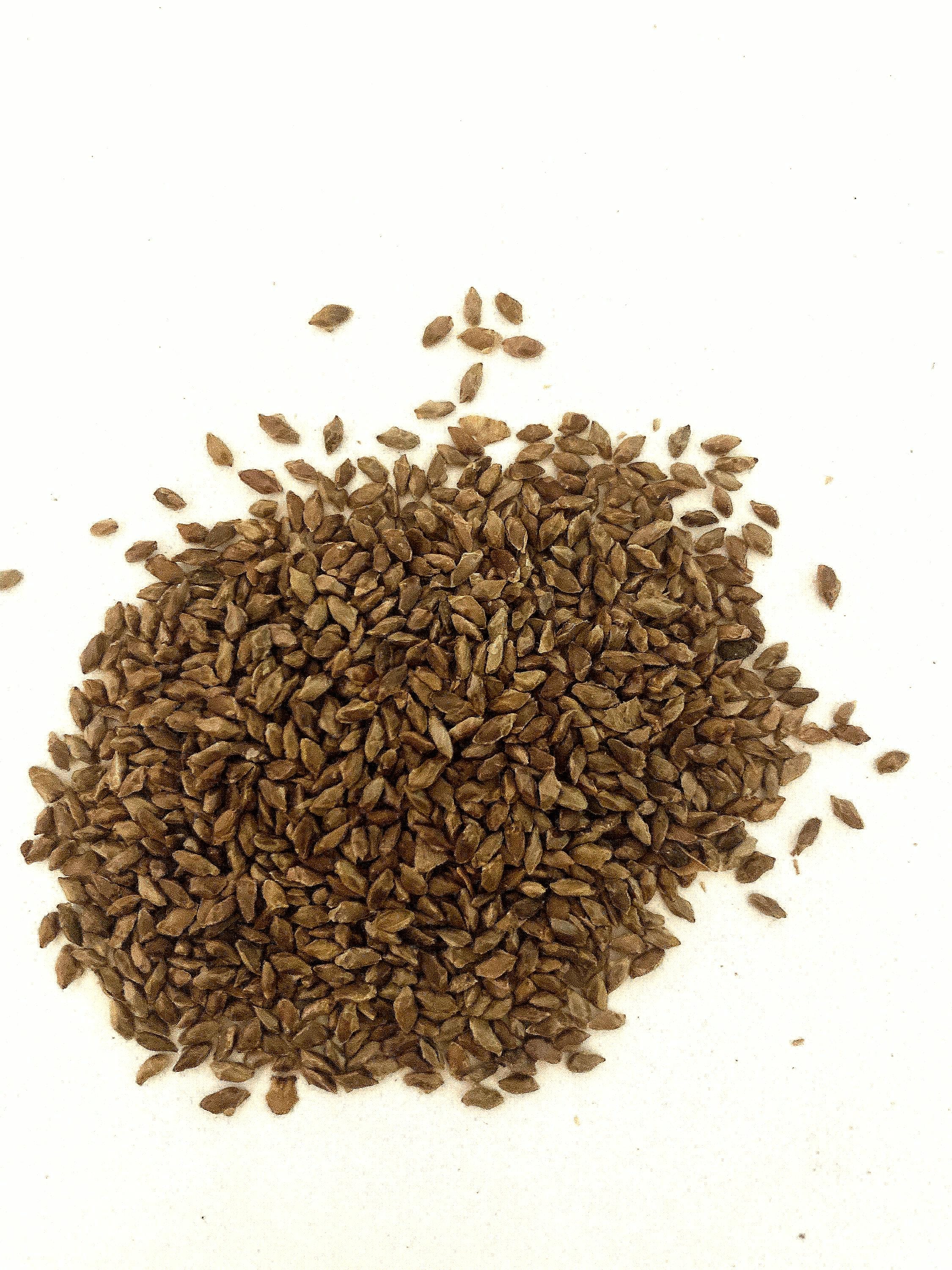 Western Hemlock Tree Seeds (TSUGA HETEROPHYLLA) | TreeSeedMan.Com TREE ...