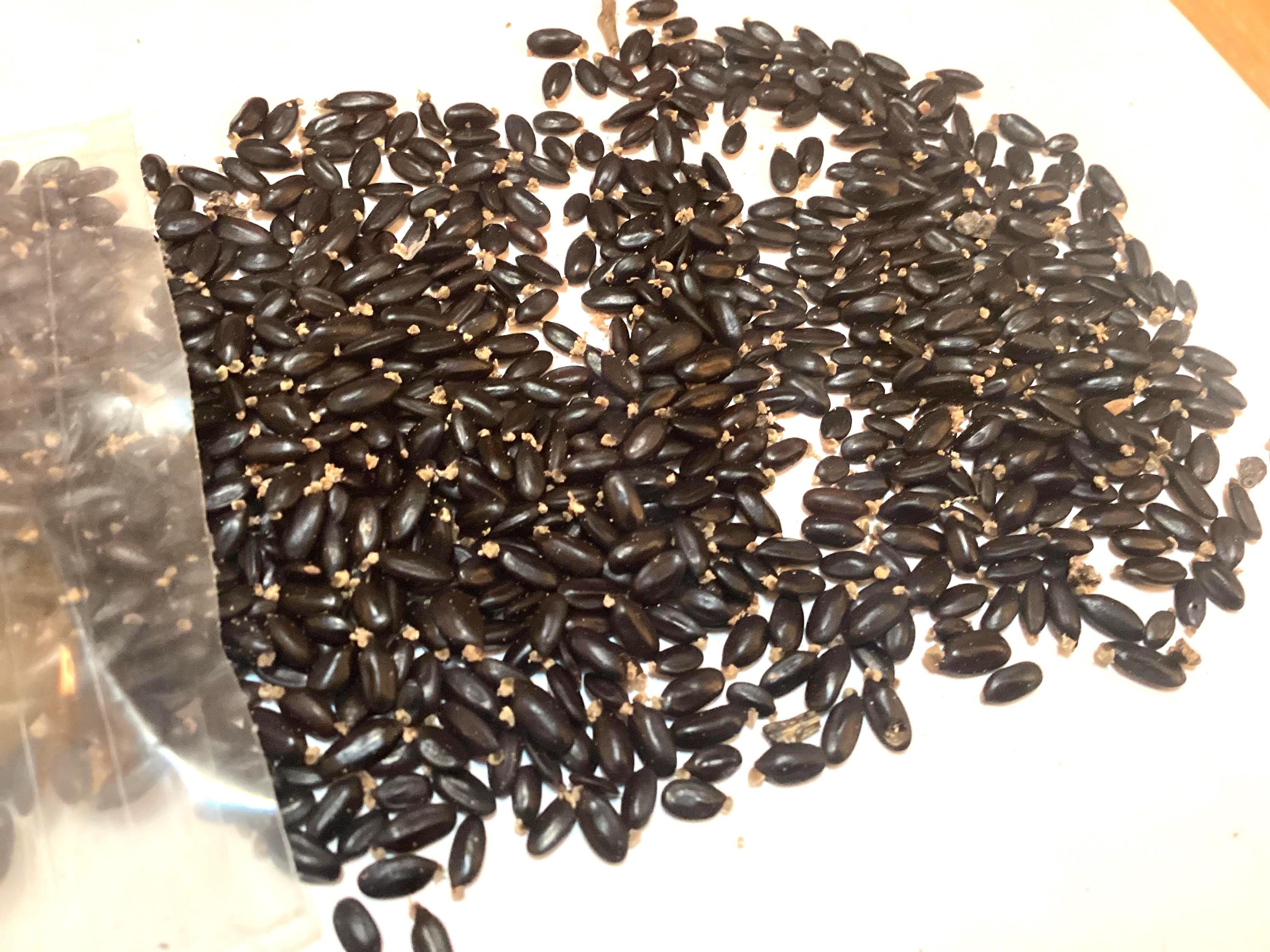 Golden Mimosa Tree Seeds (Acacia Baileyana) | TreeSeedMan.Com TREE ...