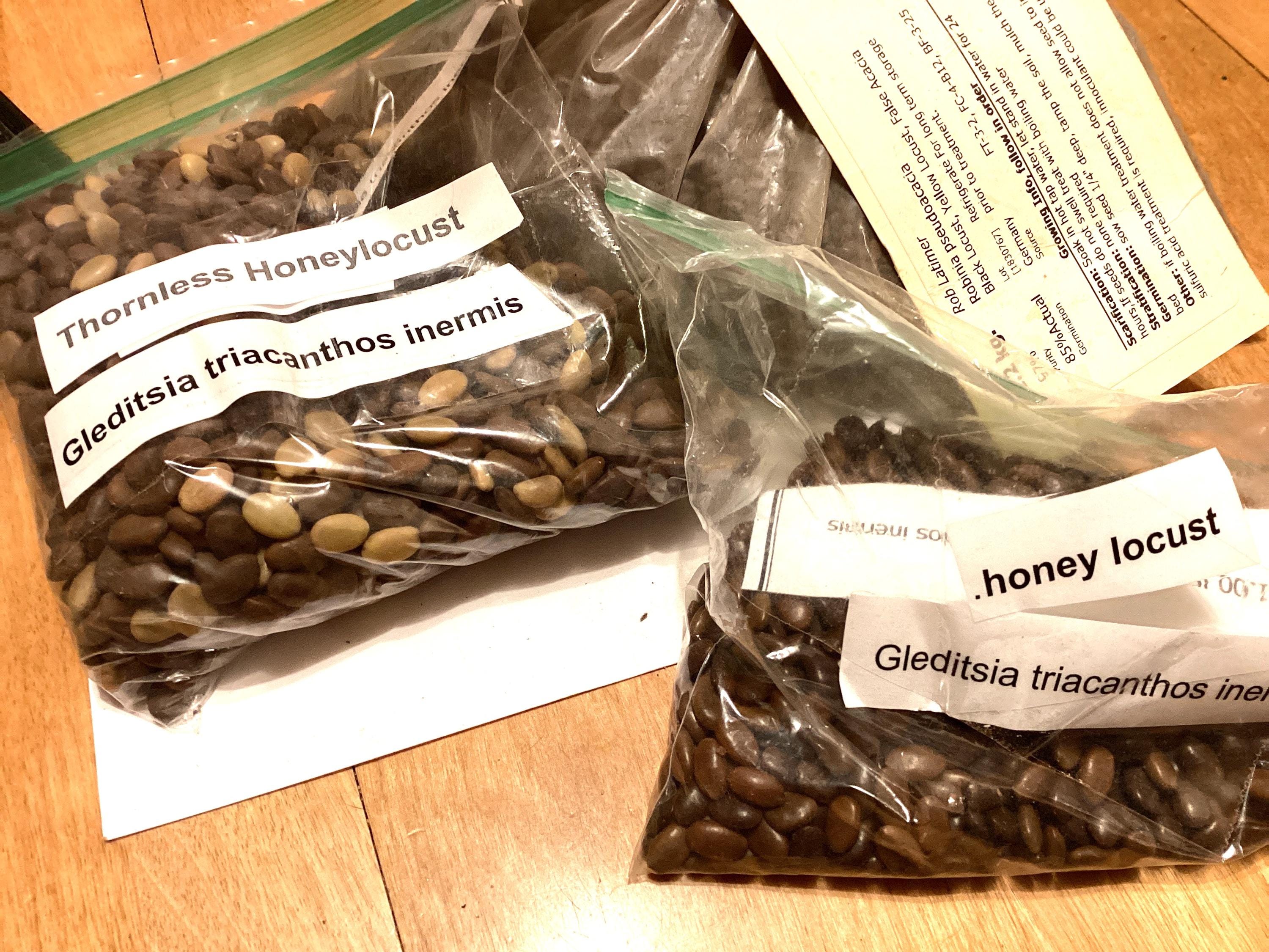 3 types of LOCUST TREE SEEDS (per order randomly chosen) | TreeSeedMan.Com TREE, SHRUB & FLOWER ...