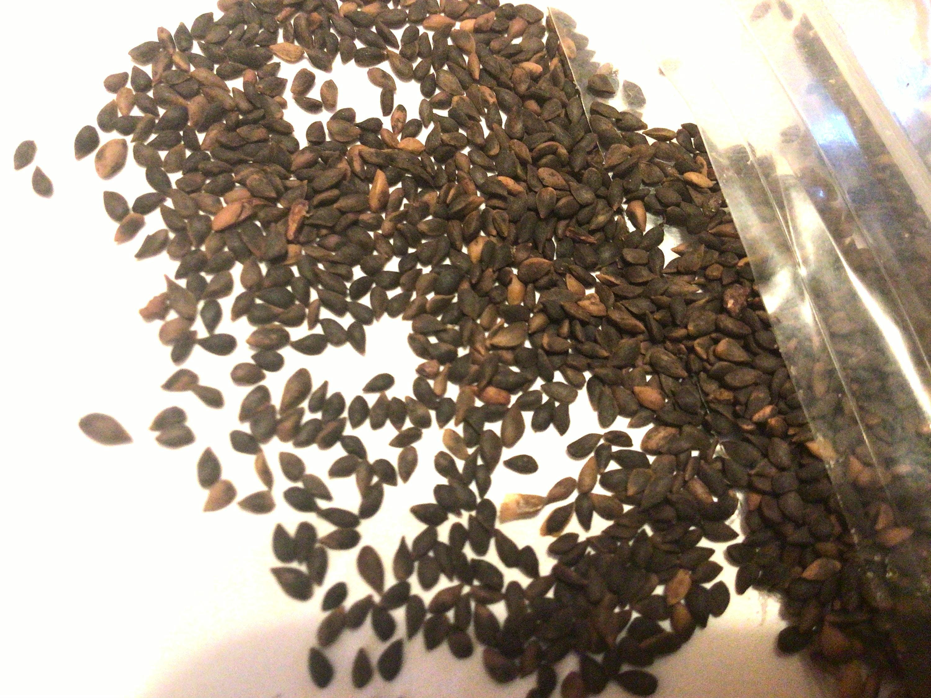 Black Spruce Tree Seeds (PICEA MARIANA) | TreeSeedMan.Com TREE, SHRUB ...