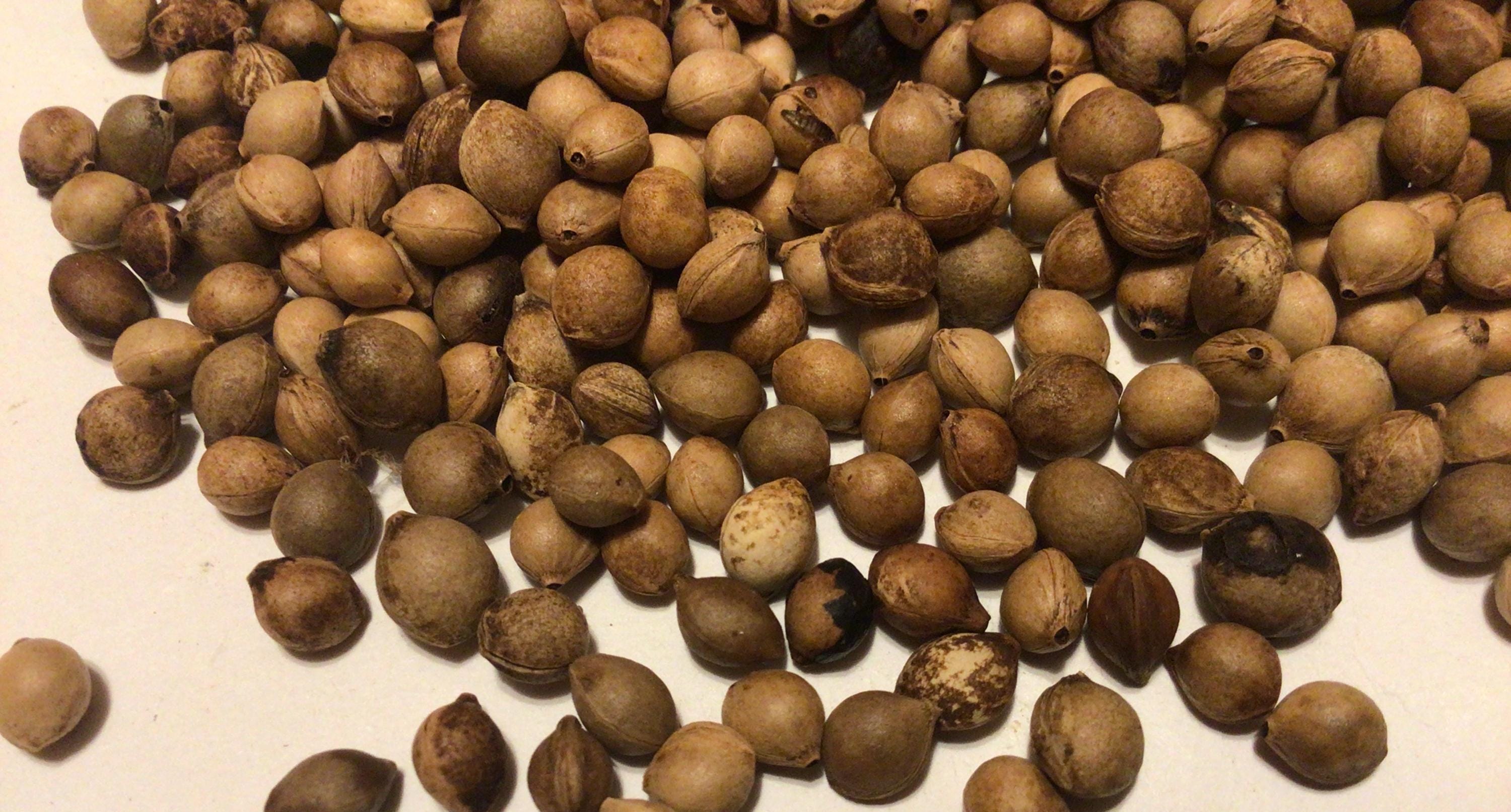 Wild Black Cherry Tree Seeds (PRUNUS SEROTINA) | TreeSeedMan.Com TREE ...