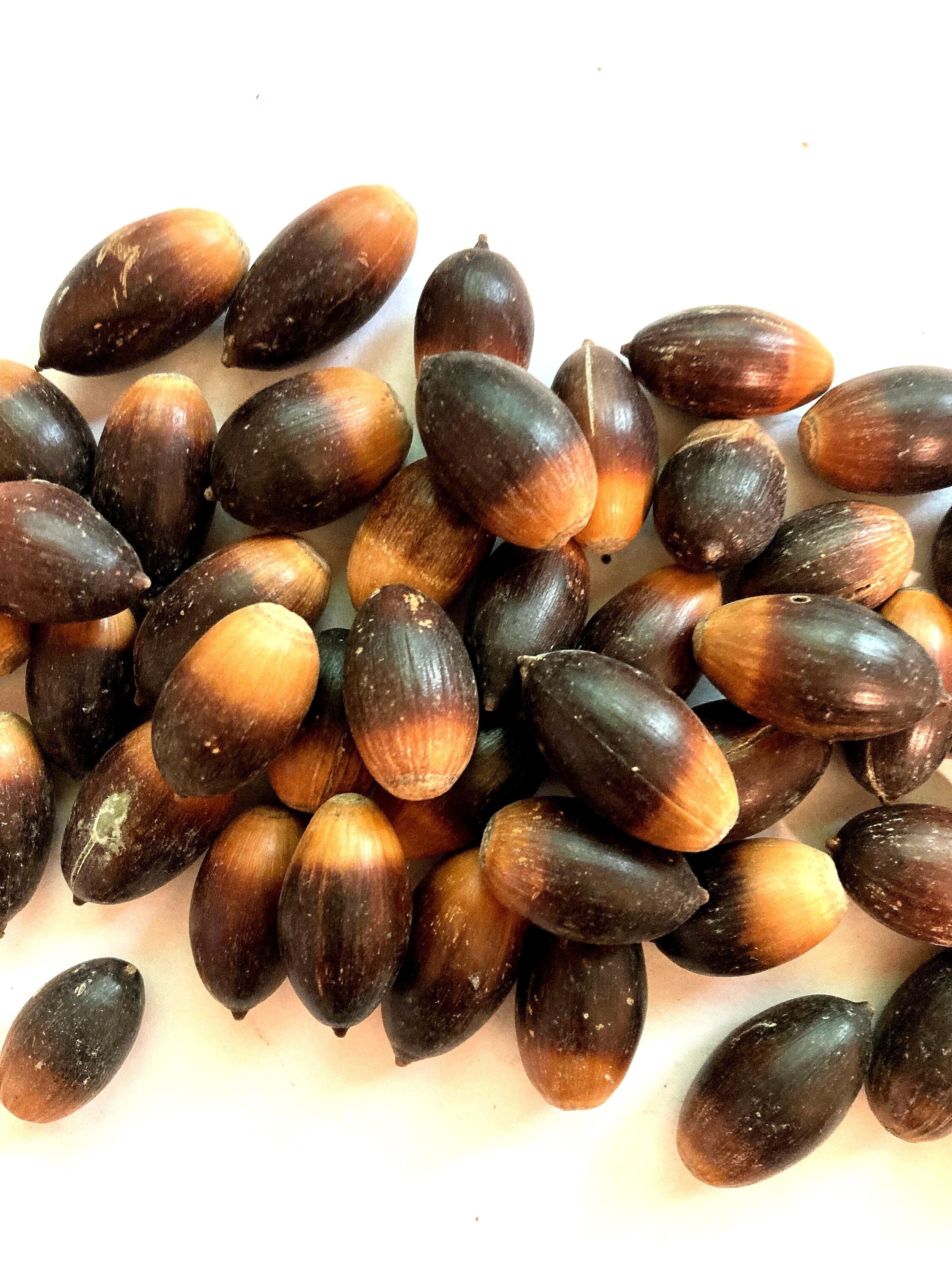 Live Oak Tree Seeds (QUERCUS VIRGINIANA) | TreeSeedMan.Com TREE, SHRUB ...