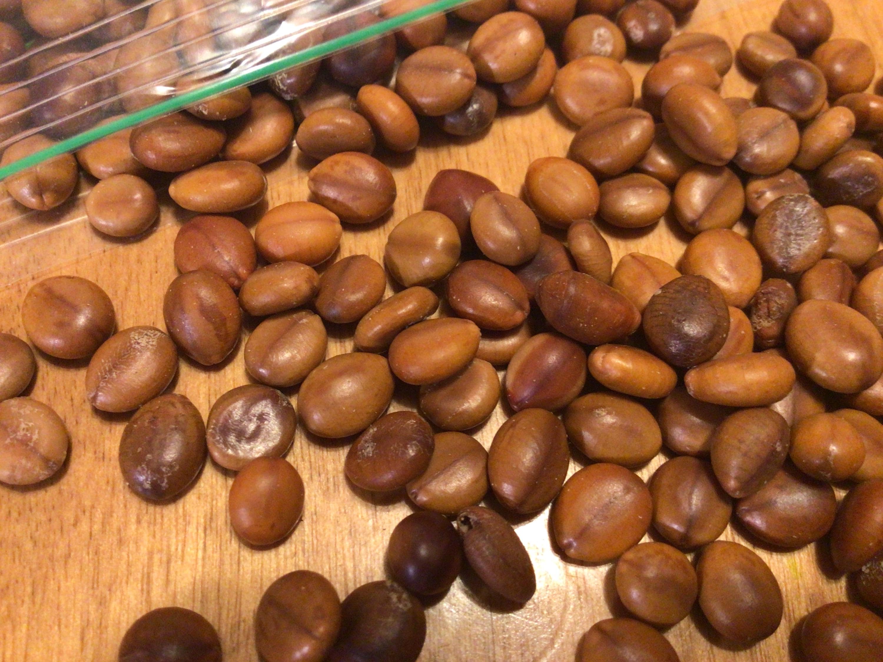 Red shower Tree Seeds (CASSIA JAVANICA) | TreeSeedMan.Com TREE, SHRUB ...