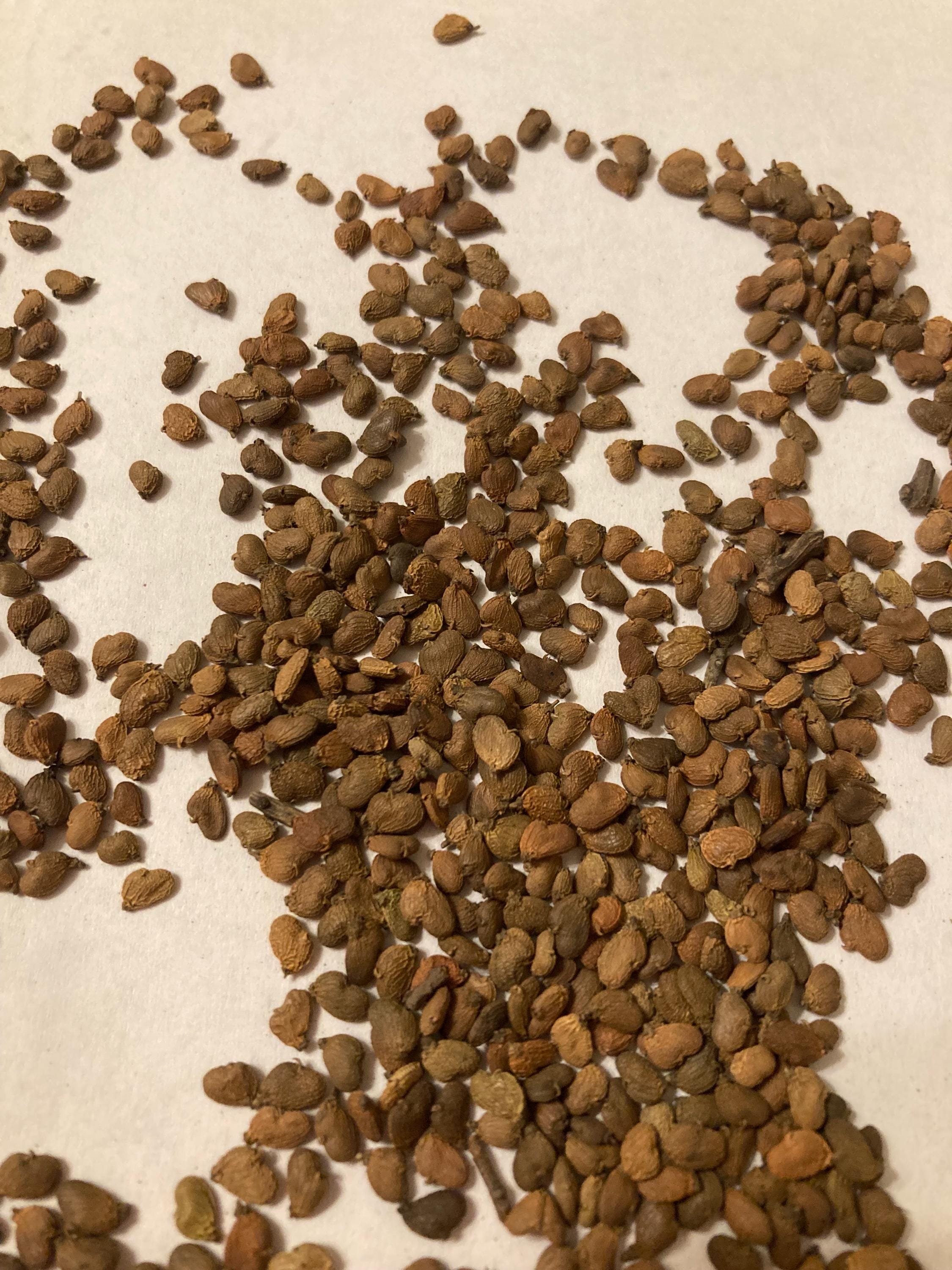 Venetian Sumac Tree Seeds (COTINUS COGGYGRIA) (Smokebush, Common ...