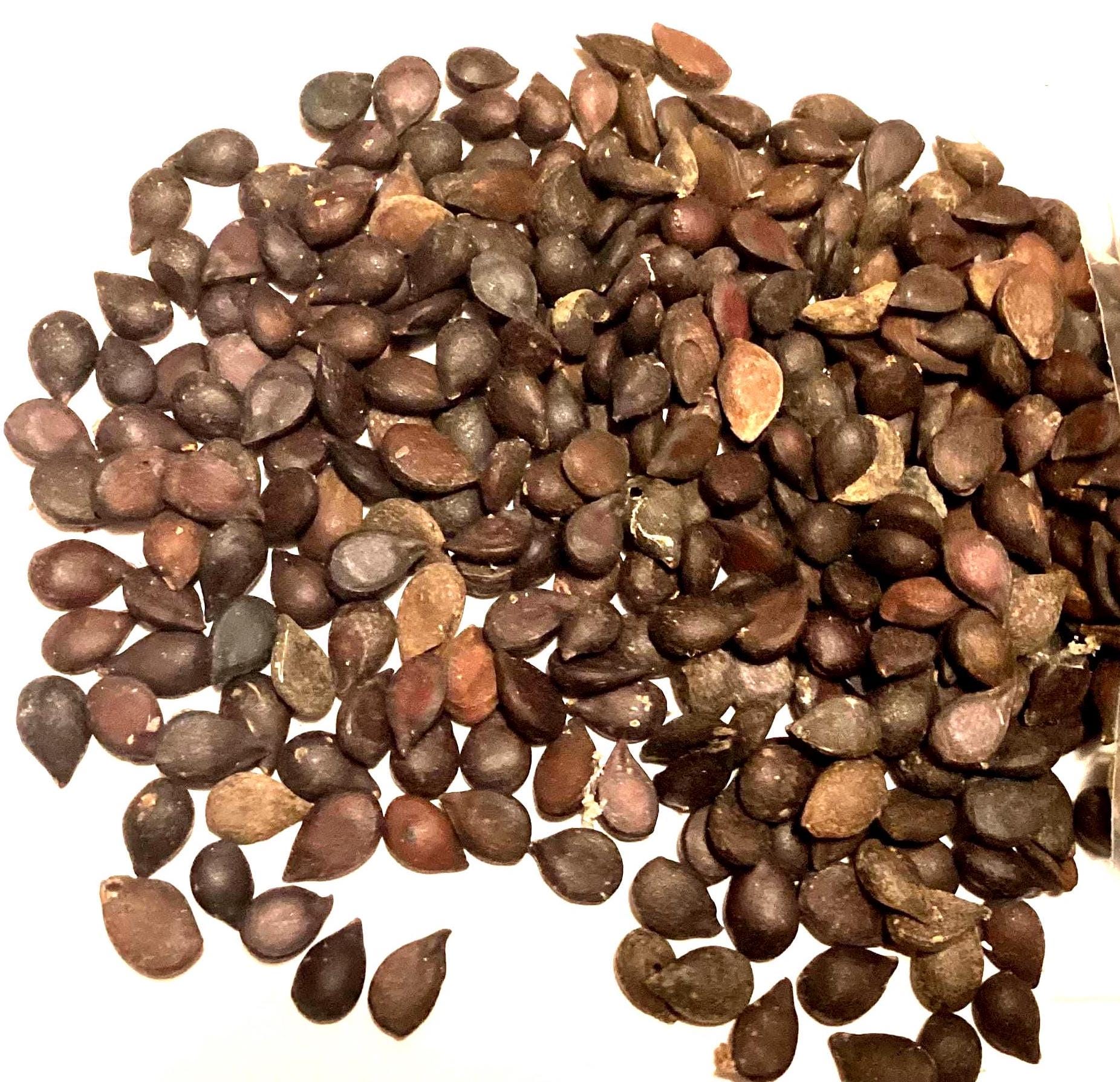 Ussurian Pear Tree Seeds (Pyrus Ussuriensis) | TreeSeedMan.Com TREE ...