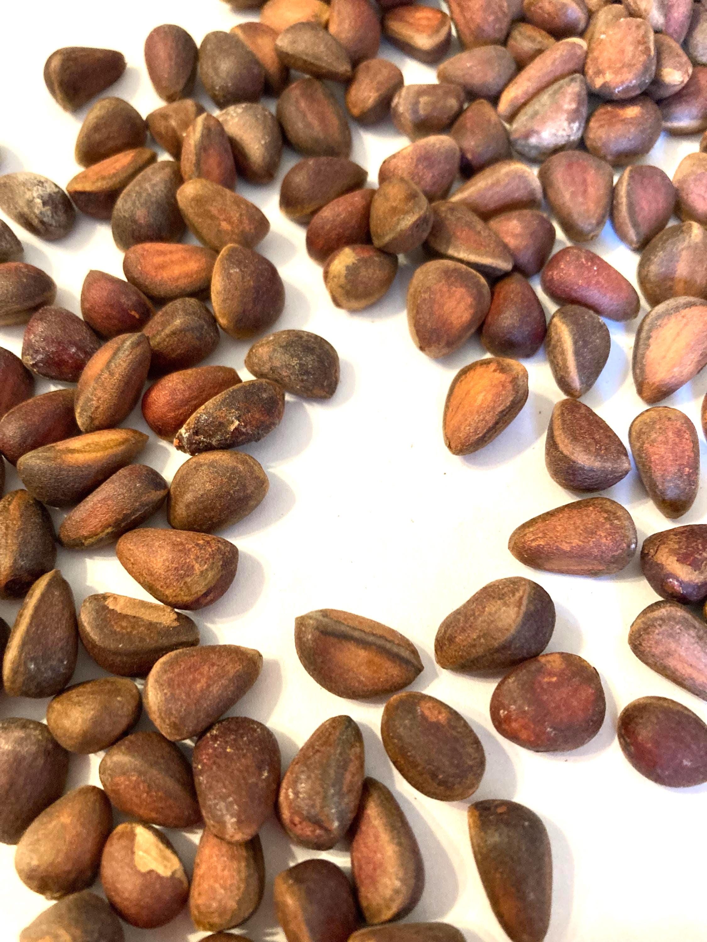Cembran Pine Tree Seeds(PINUS CEMBRA) (Swiss Stone Pine) | TreeSeedMan ...