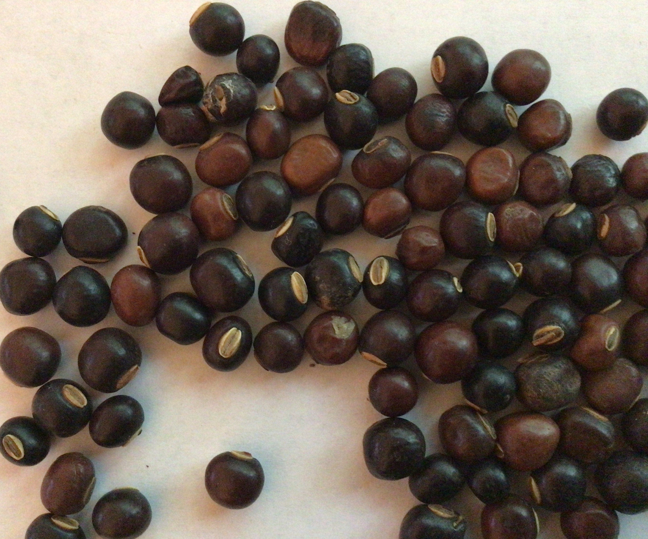 Winged Bean Tree Seeds (PSOPHOCARPUS TETRAGONOLOBUS) (Asparagus Pea ...