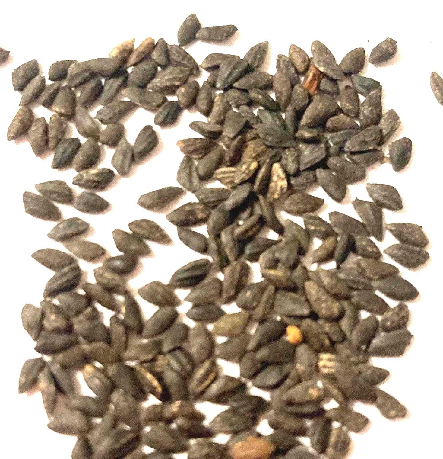 Scrub Pine Tree Seeds (PINUS BANKSIANA) - Grow Your Own | TreeSeedMan ...