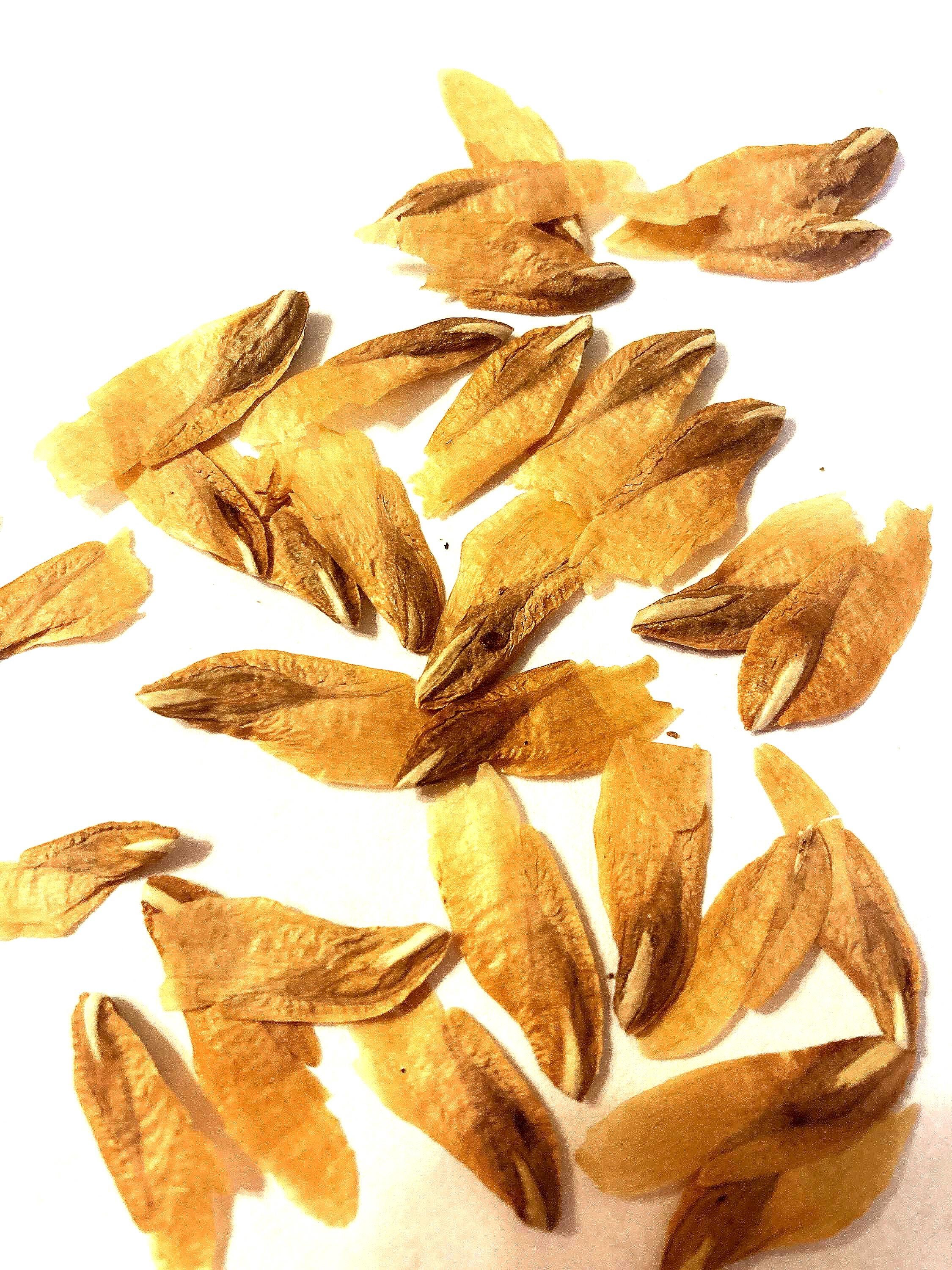 Incense Cedar Tree Seeds (CALOCEDRUS DECURRENS) (California Incense ...