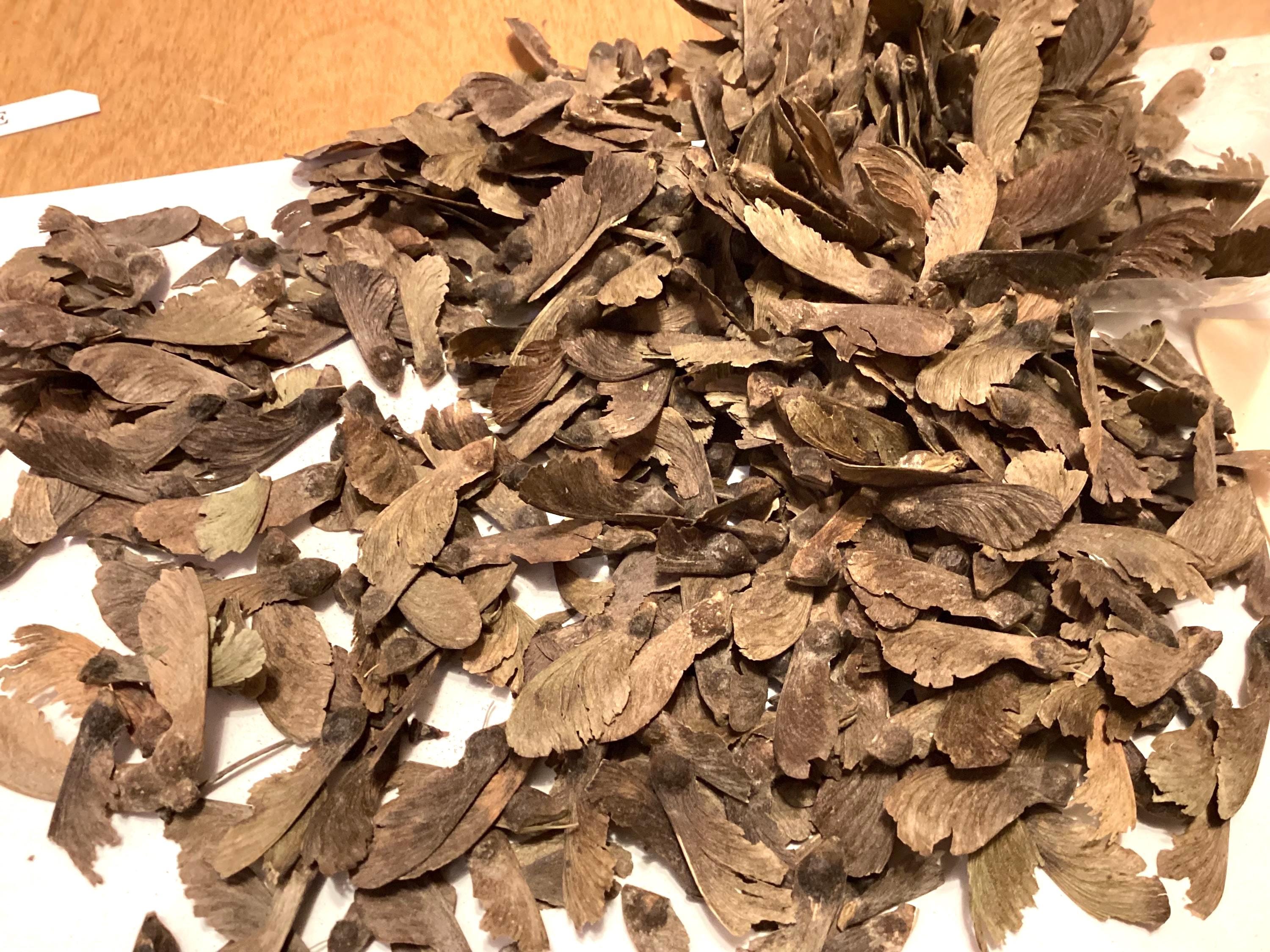 Green Cascade Full Moon Maple Tree Seeds (Acer Japonicum) | TreeSeedMan ...