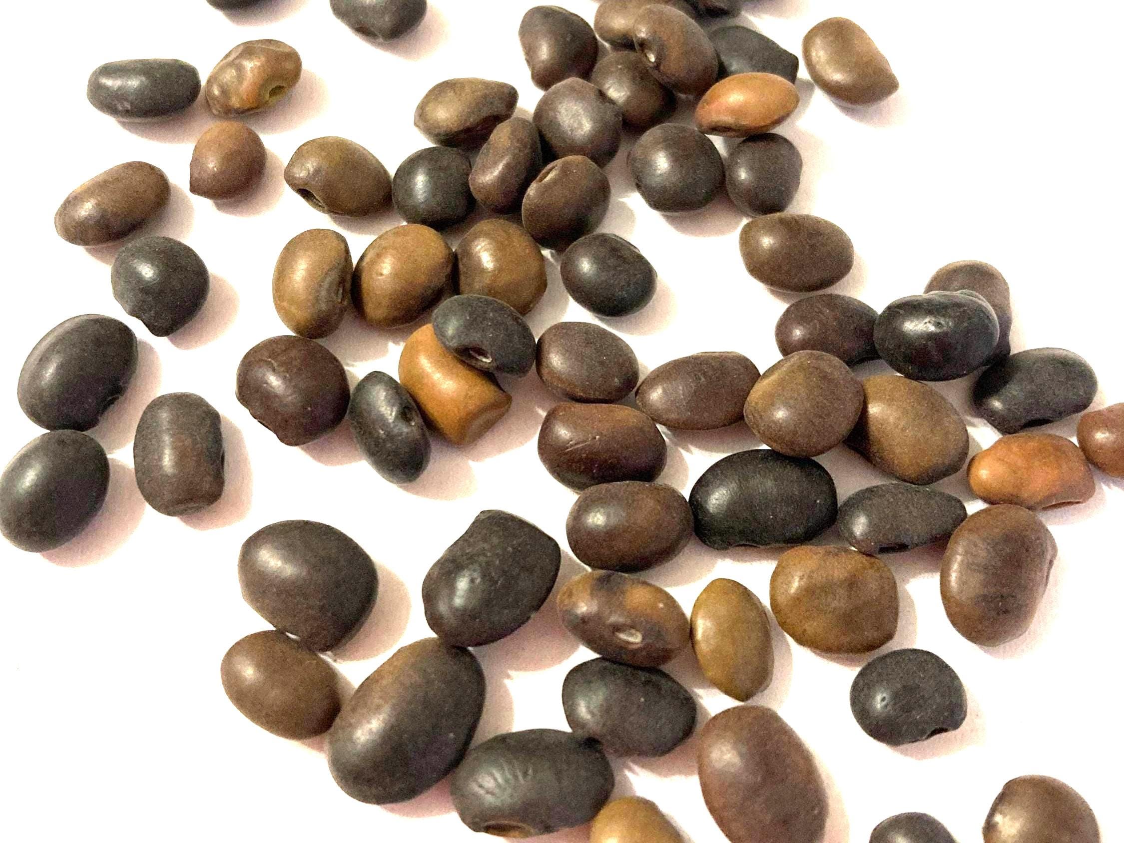 Japanese Pagoda Tree Seeds (SOPHORA JAPONICA) (Chinese Scholar Tree ...