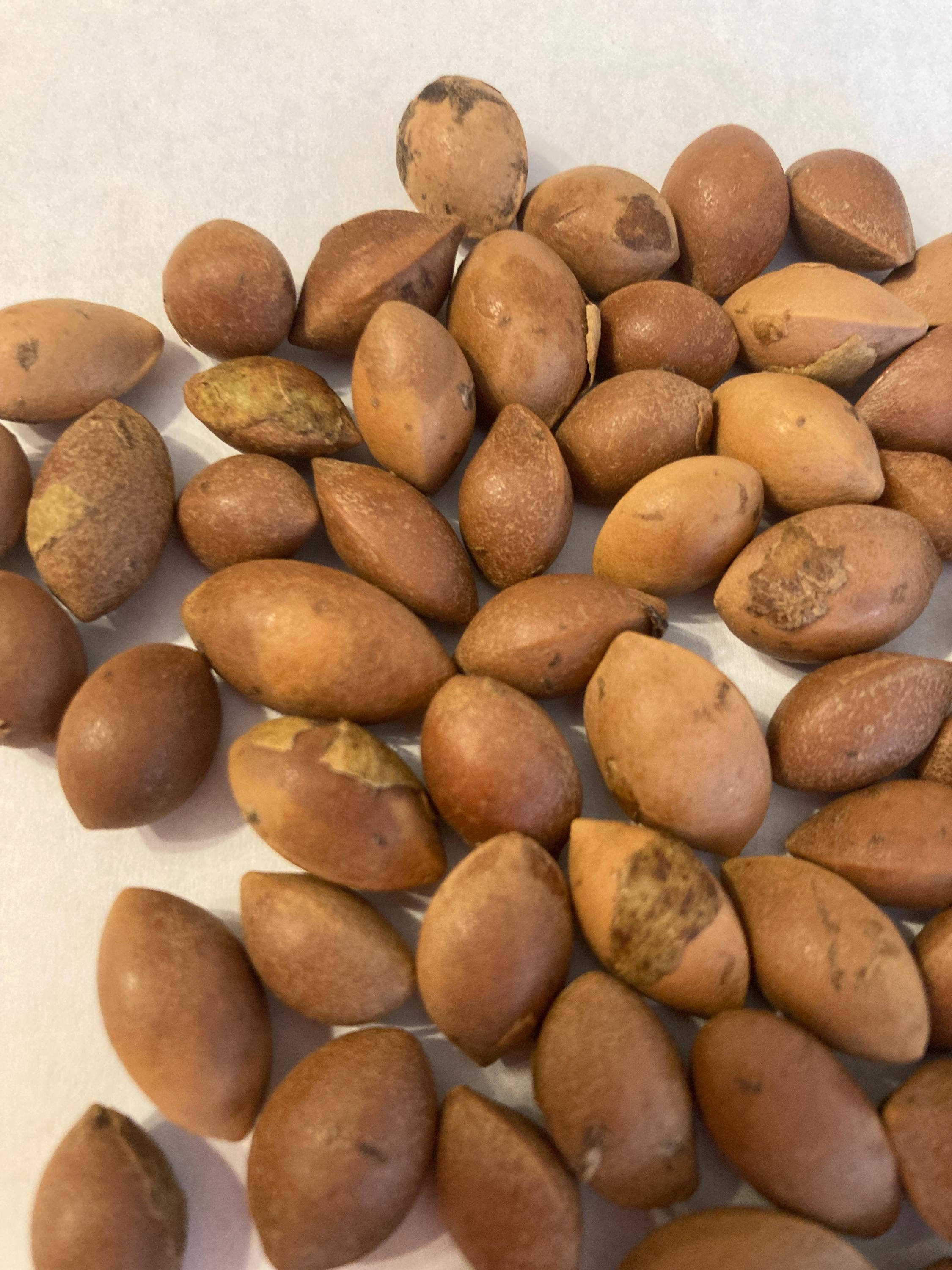 Chinese Plum Yew Tree Seeds (Cephalotaxus Fortunei) | TreeSeedMan.Com ...