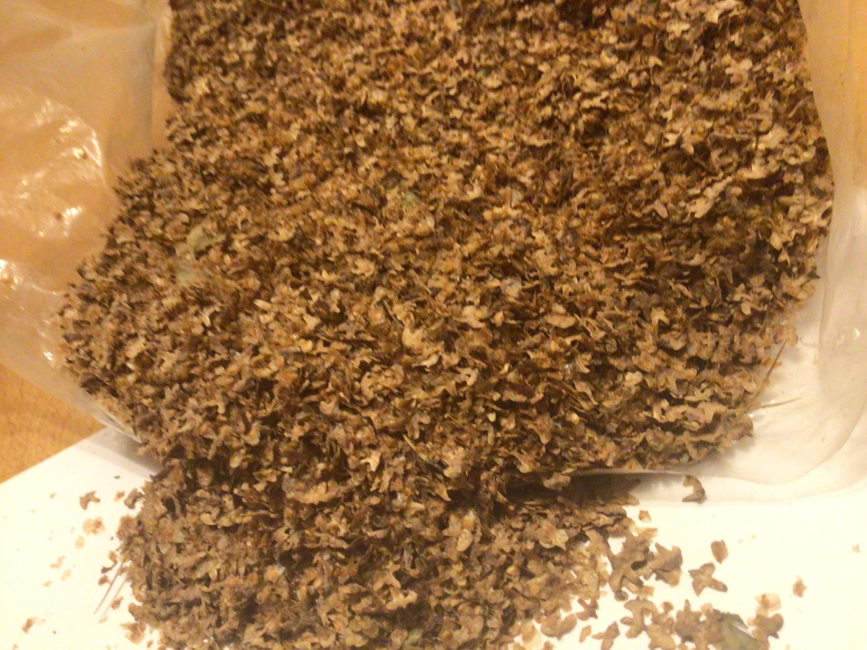 Silver Birch Tree Seeds (BETULA PENDULA) (East Asian White Birch ...