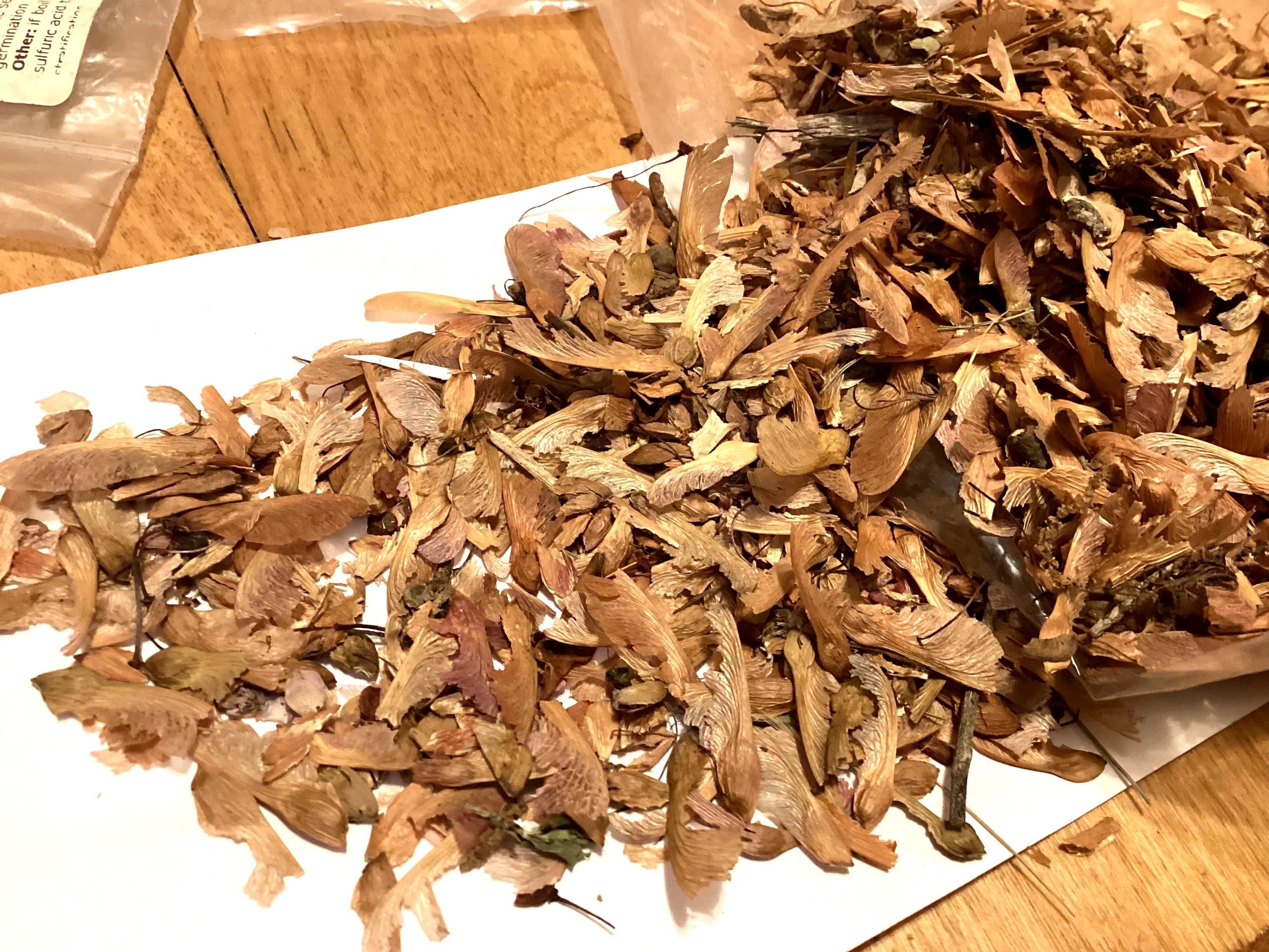 Swamp Maple Tree Seeds (Acer Rubrum) (Carolina Maple, Red Maple, Water ...