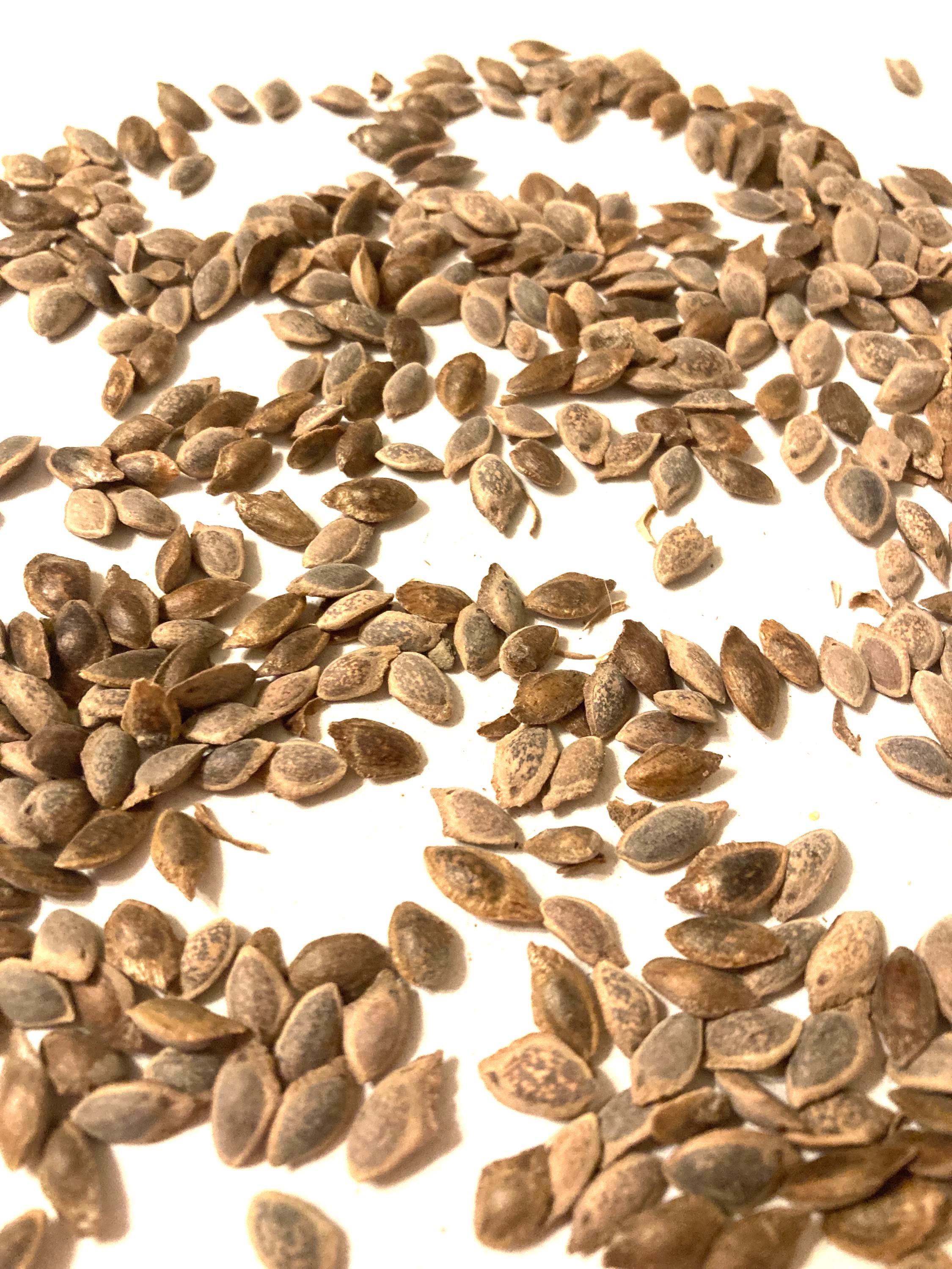 Himalayan White Pine Tree Seeds (PINUS WALLICHIANA) (Bhutan Pine)(Blue ...