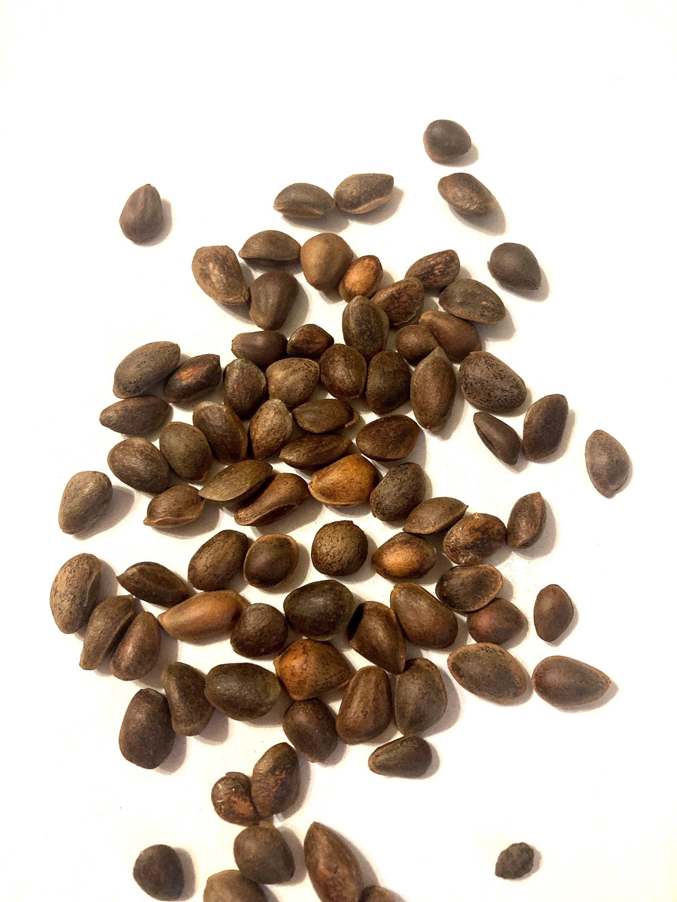 Border Pine Tree Seeds (PINUS STROBIFORMIS) (Southwestern White Pine ...