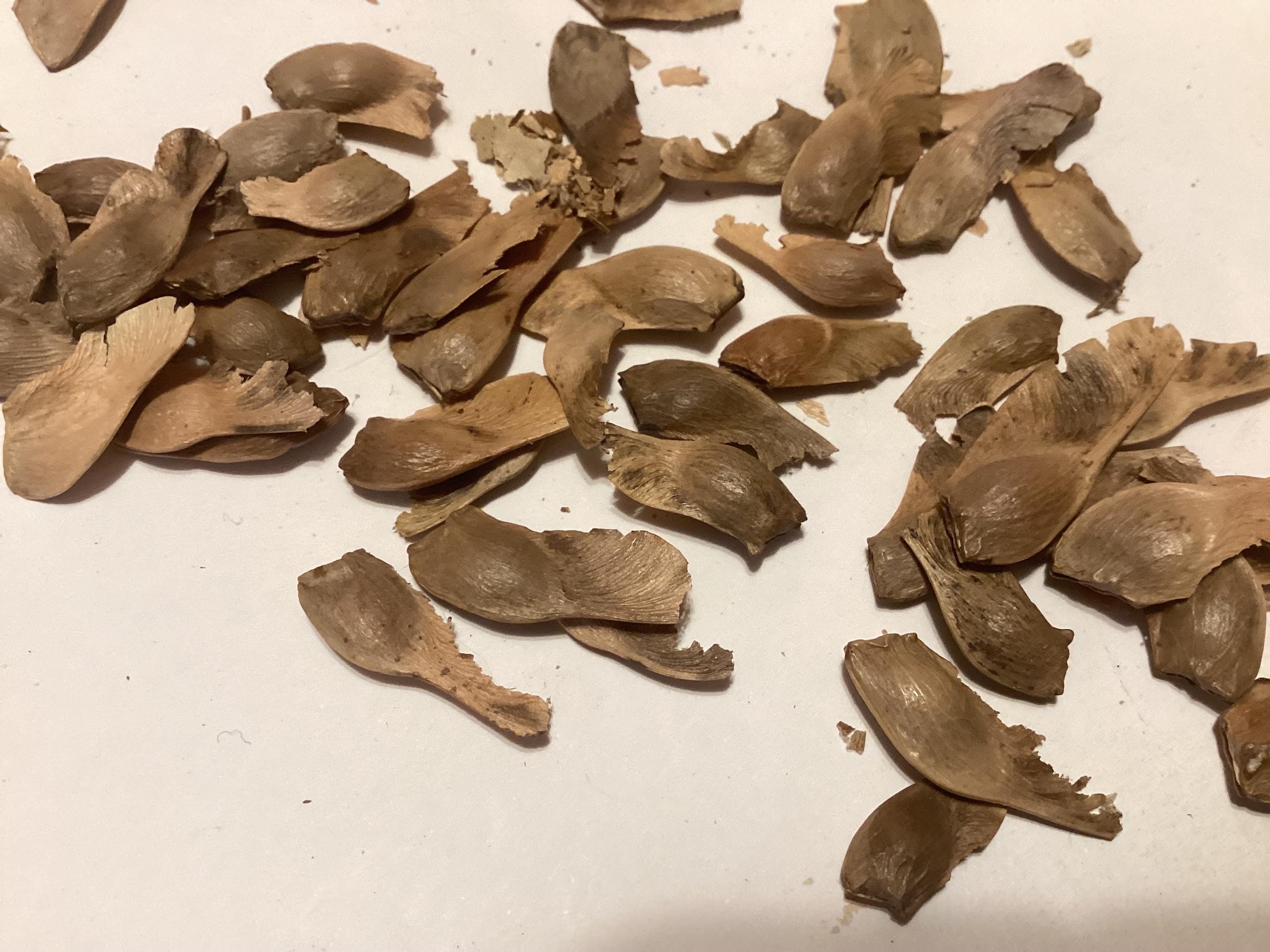 Painted Maple Tree Seeds (Acer Truncatum var Mono) | TreeSeedMan.Com ...