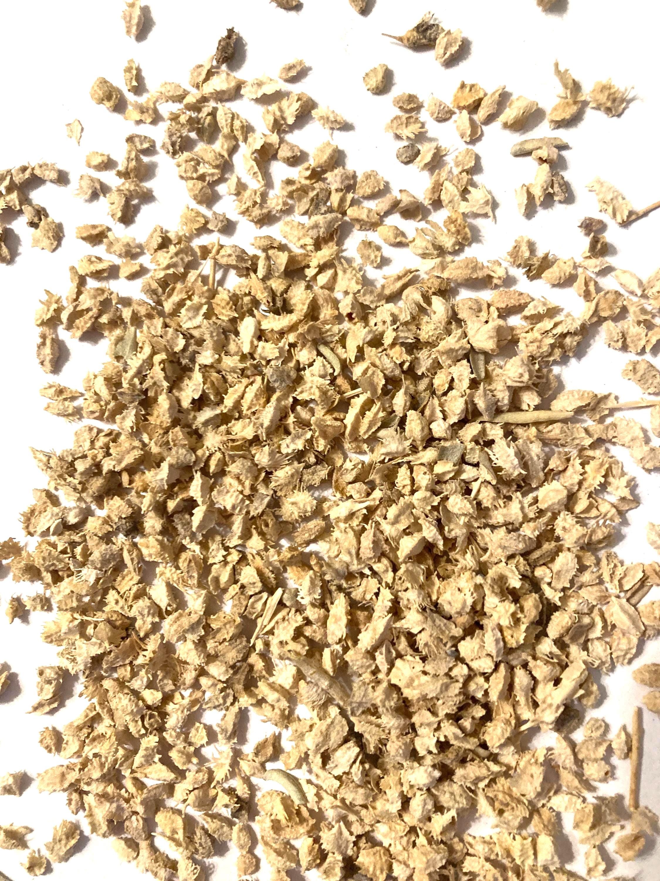 Four Wing Salt Bush Seeds (ATRIPLEX CANESCENS) (Chamiso) (Chamiza Tree ...