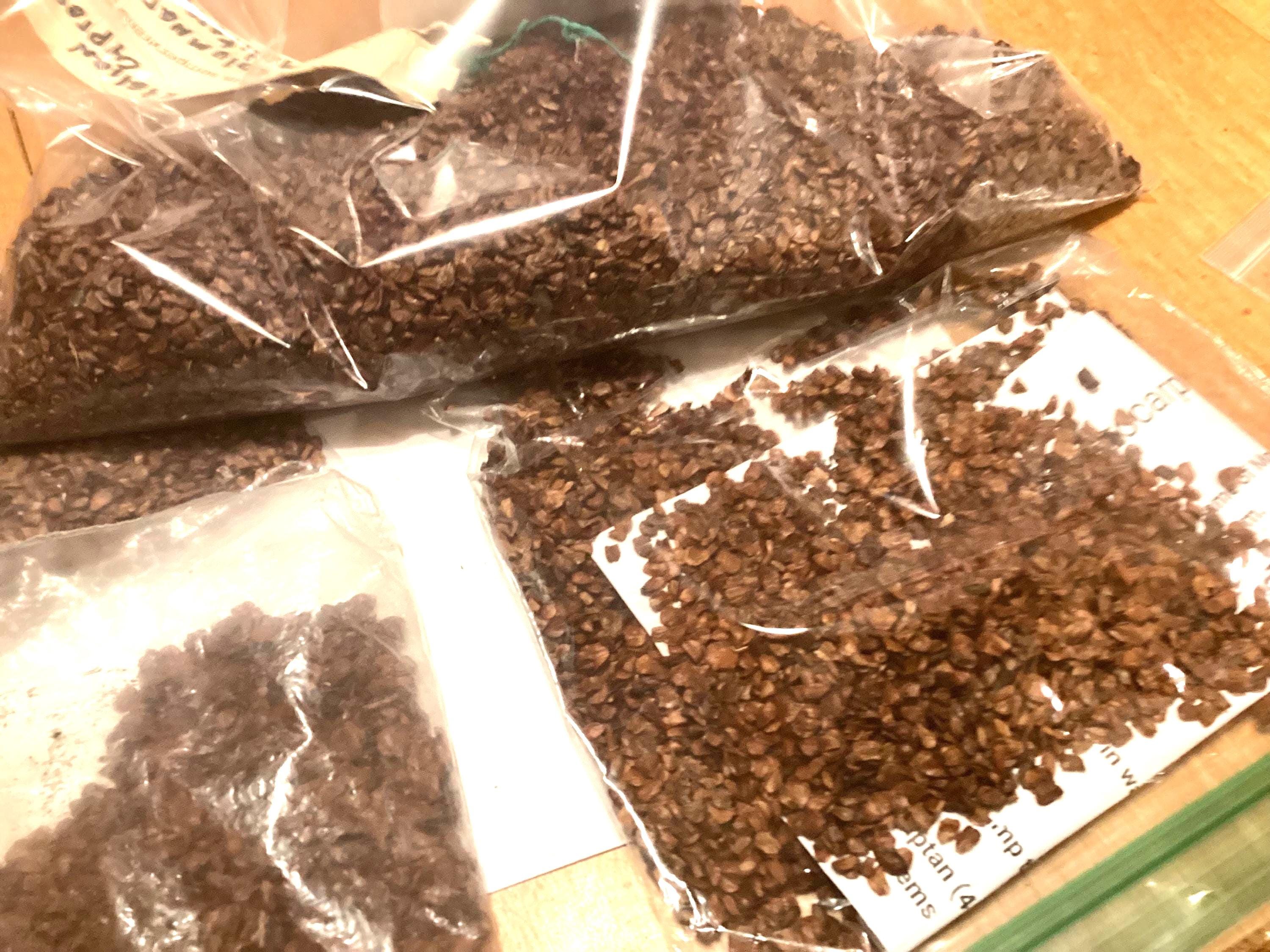 3 Types of CYPRESS TREE SEEDS (Cupressus Types) (Per Order, Randomly Chosen) | TreeSeedMan.Com ...