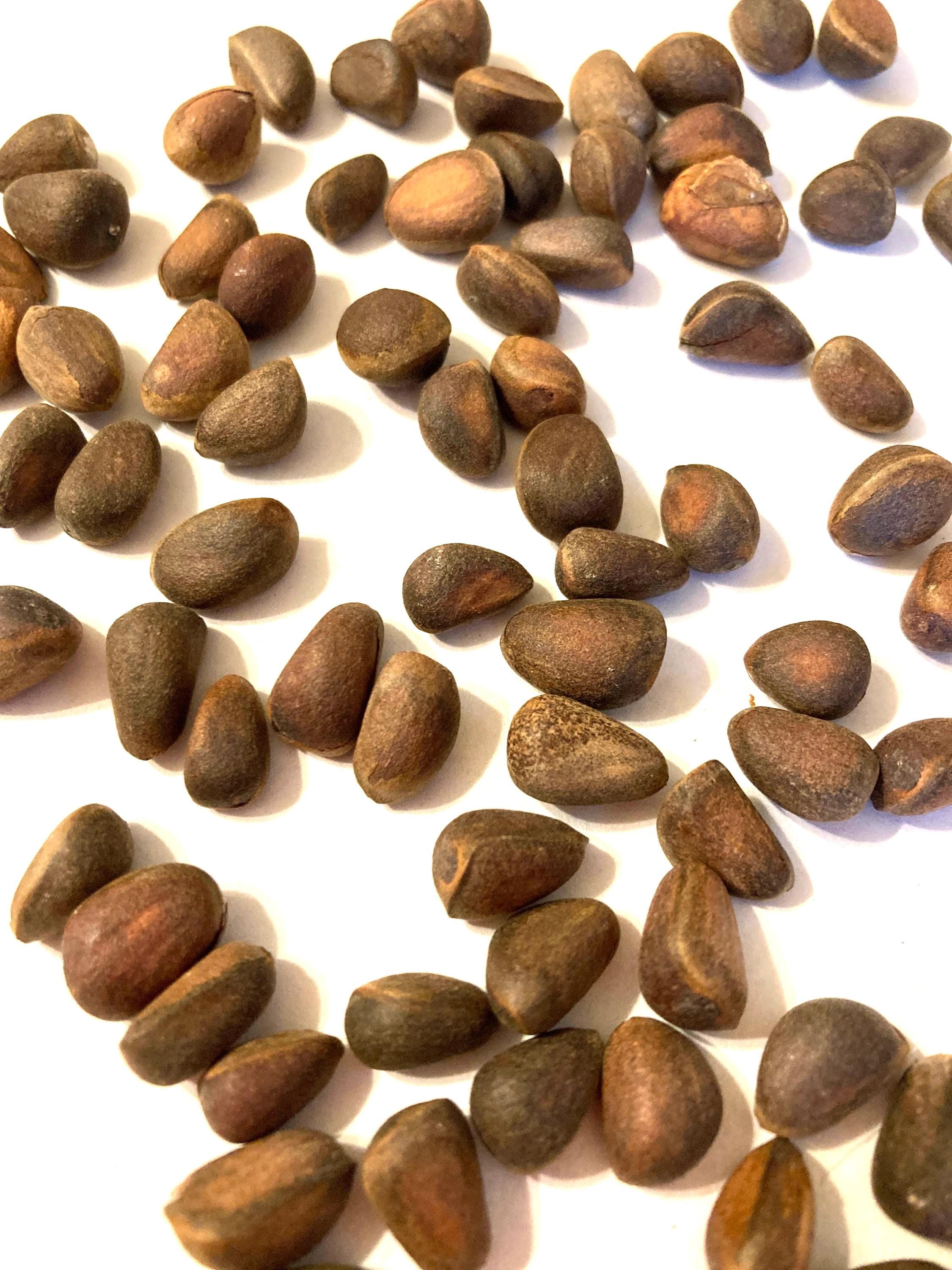 Swiss Stone Pine Tree Seeds(PINUS CEMBRA) (Arolla Pine) | TreeSeedMan ...