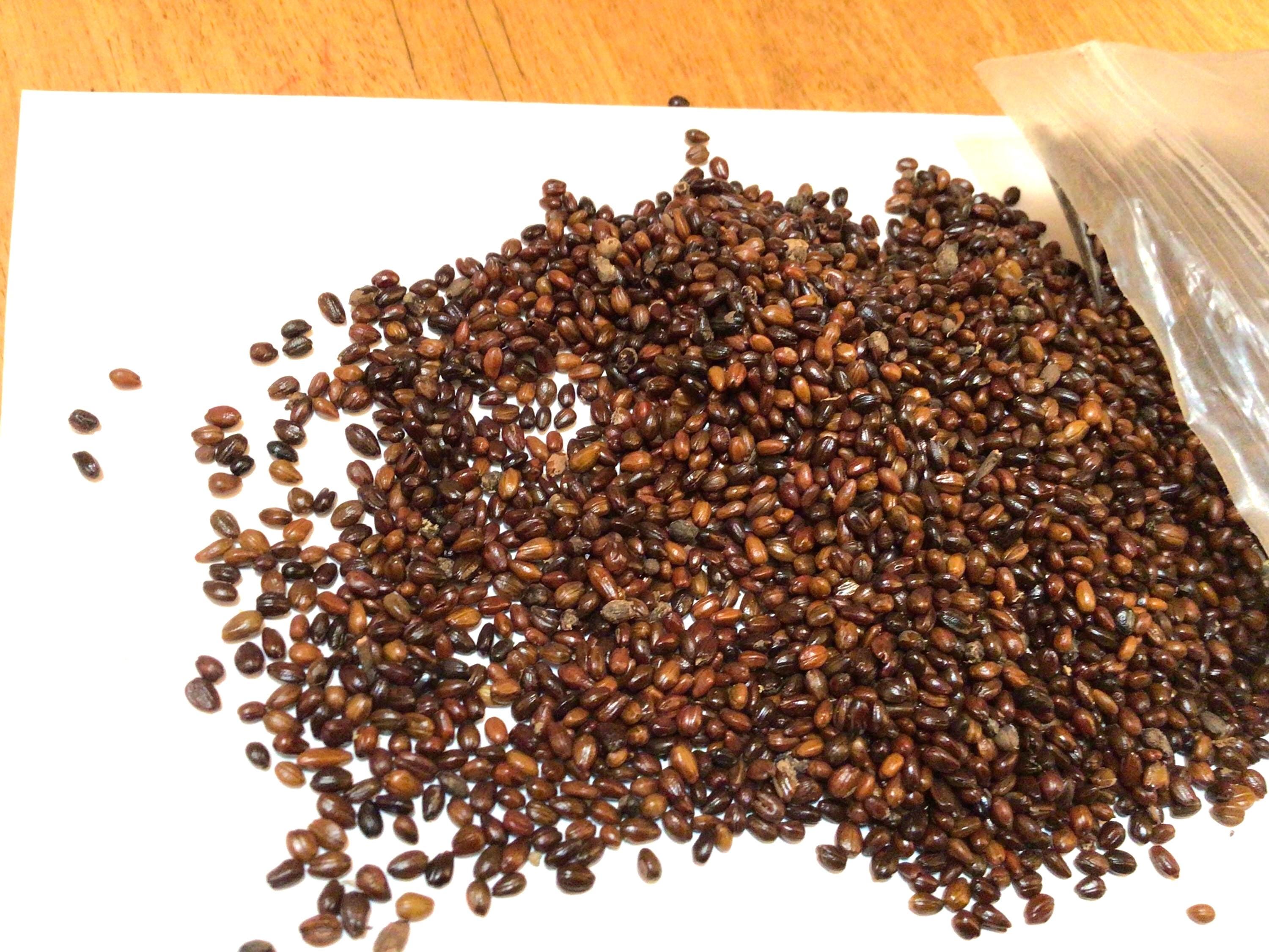 Common Seabuckthorn Shrub Seeds (HIPPOPHAE RHAMNOIDES) (Seaberry)(Sea ...