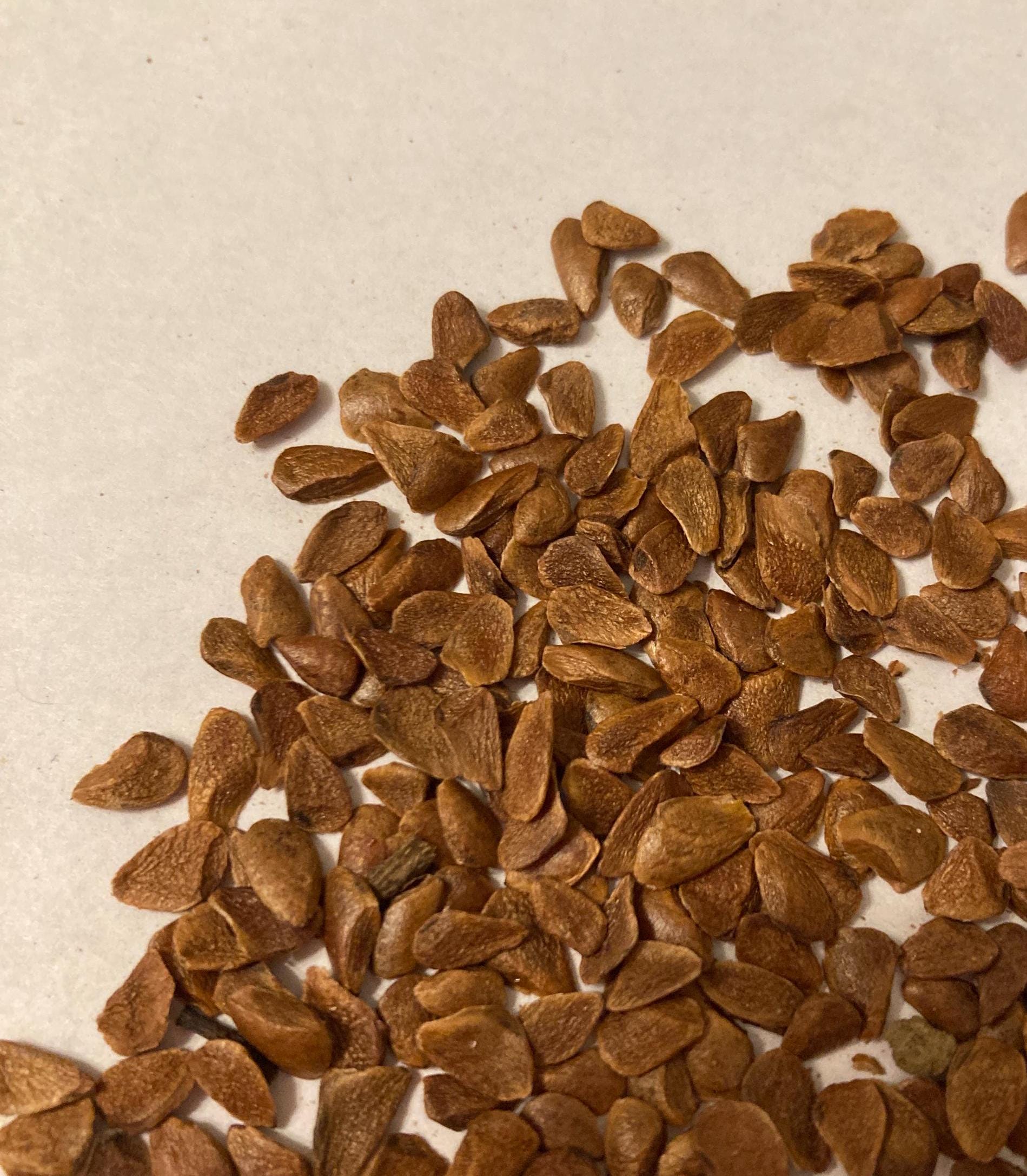 Red Toon Tree seeds (TOONA SINENSIS) ( Chinese Toon) (Red Toon ...