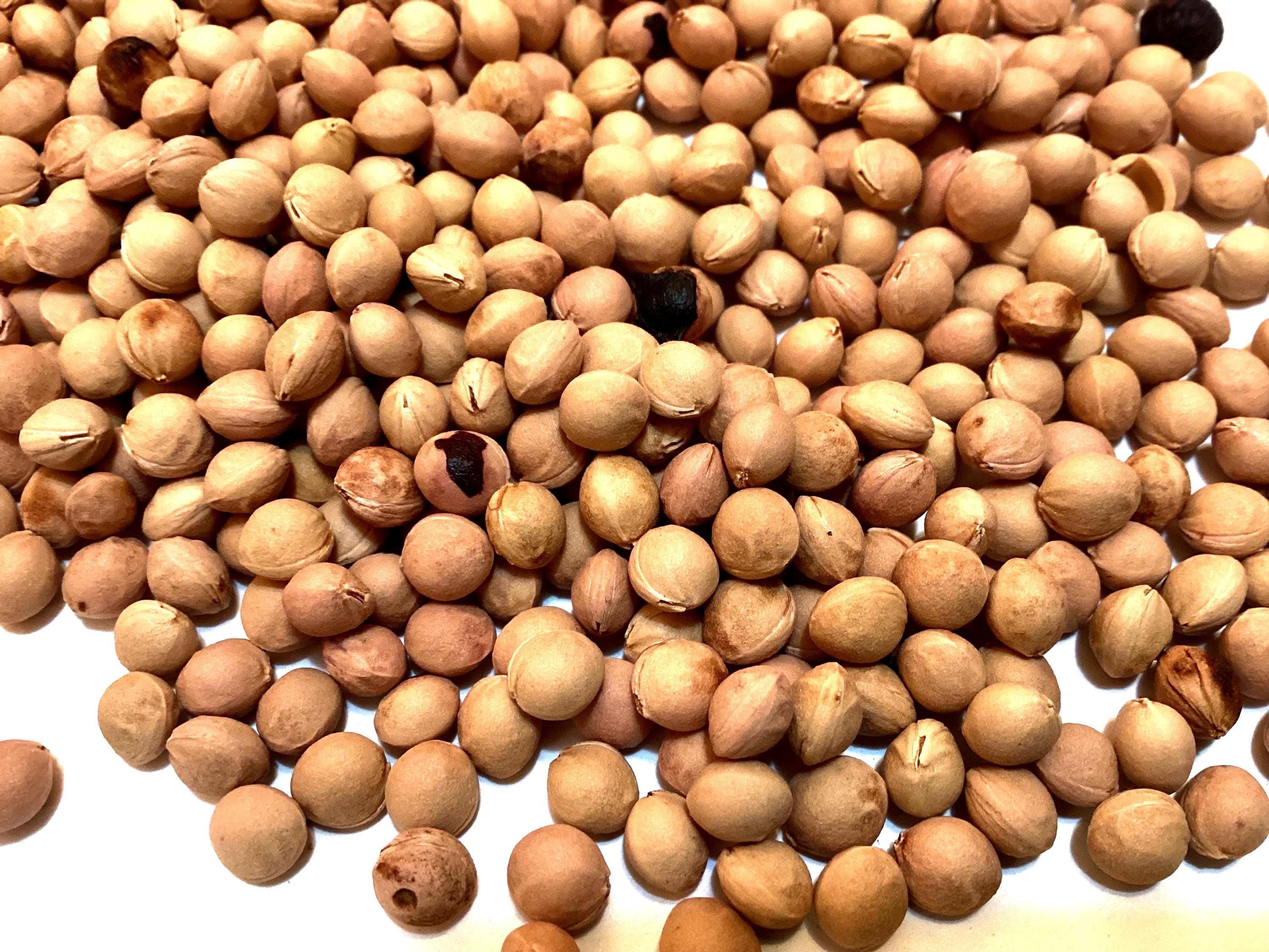 Black Chokecherry Tree Seeds (PRUNUS VIRGINIANA) | TreeSeedMan.Com TREE ...