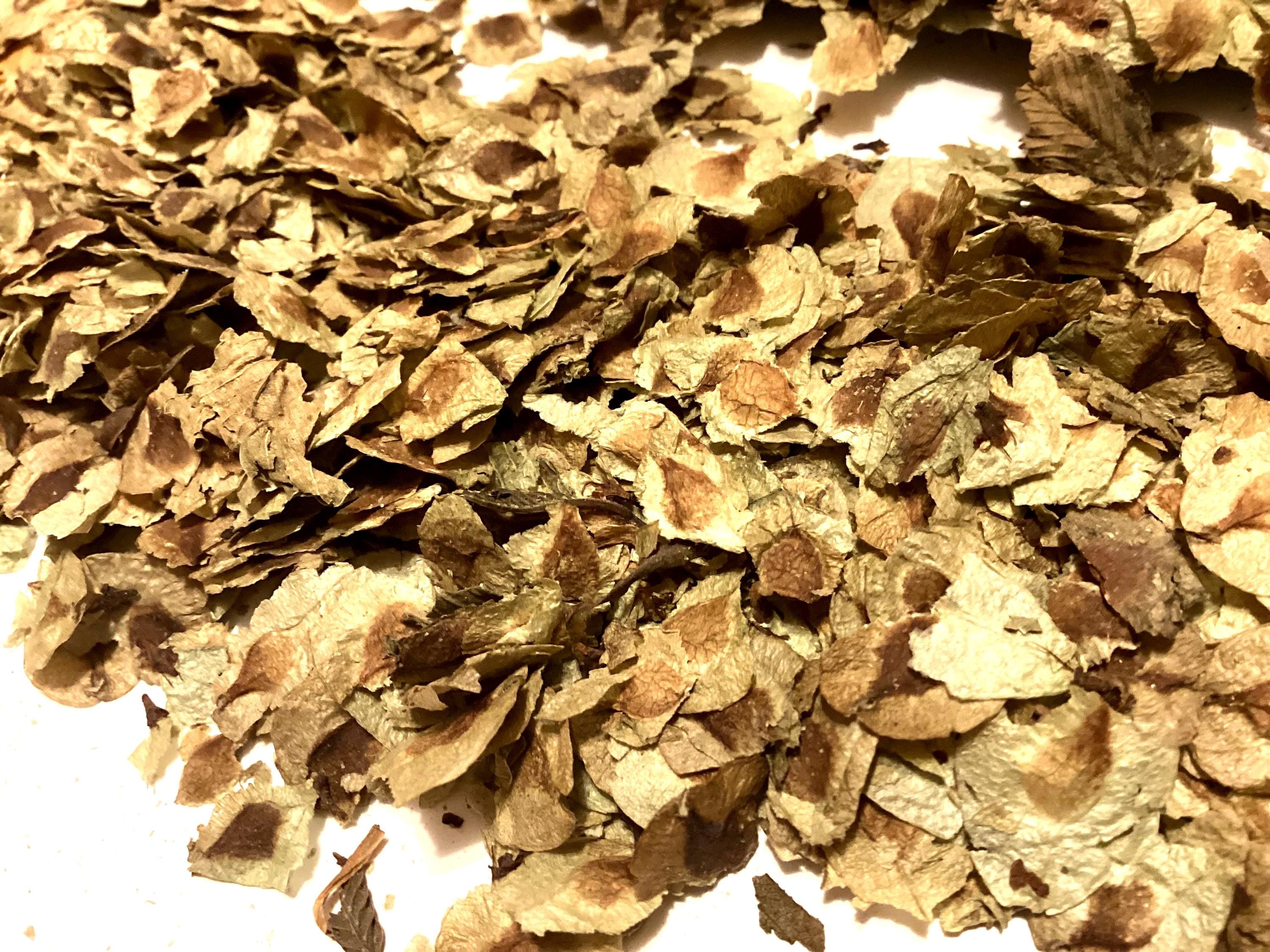 Japanese Elm Tree Seeds (Ulmus Davidiana) (David Elm) | TreeSeedMan.Com ...