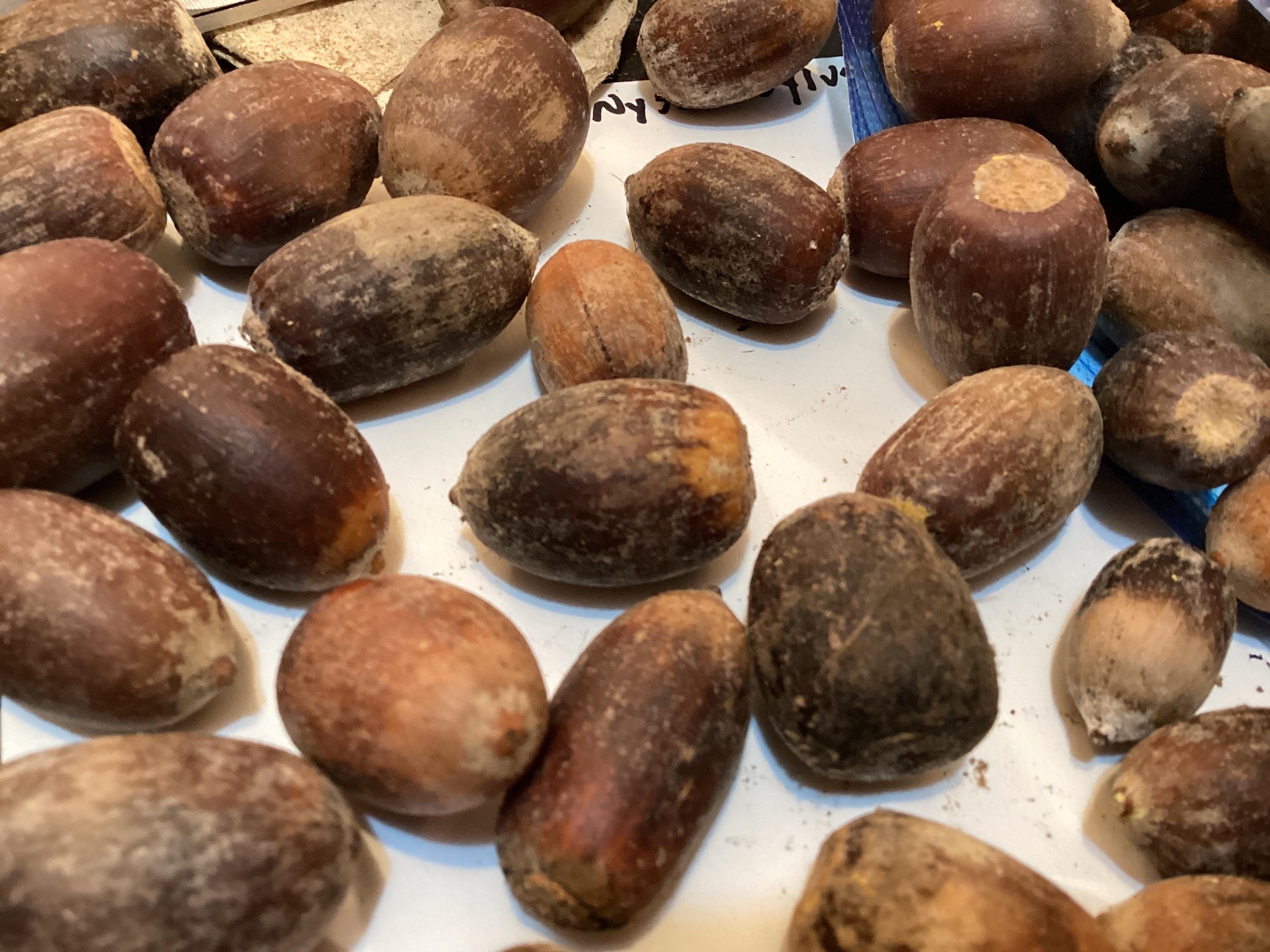 California Black Oak Tree Seeds (QUERCUS KELLOGGII) | TreeSeedMan.Com ...