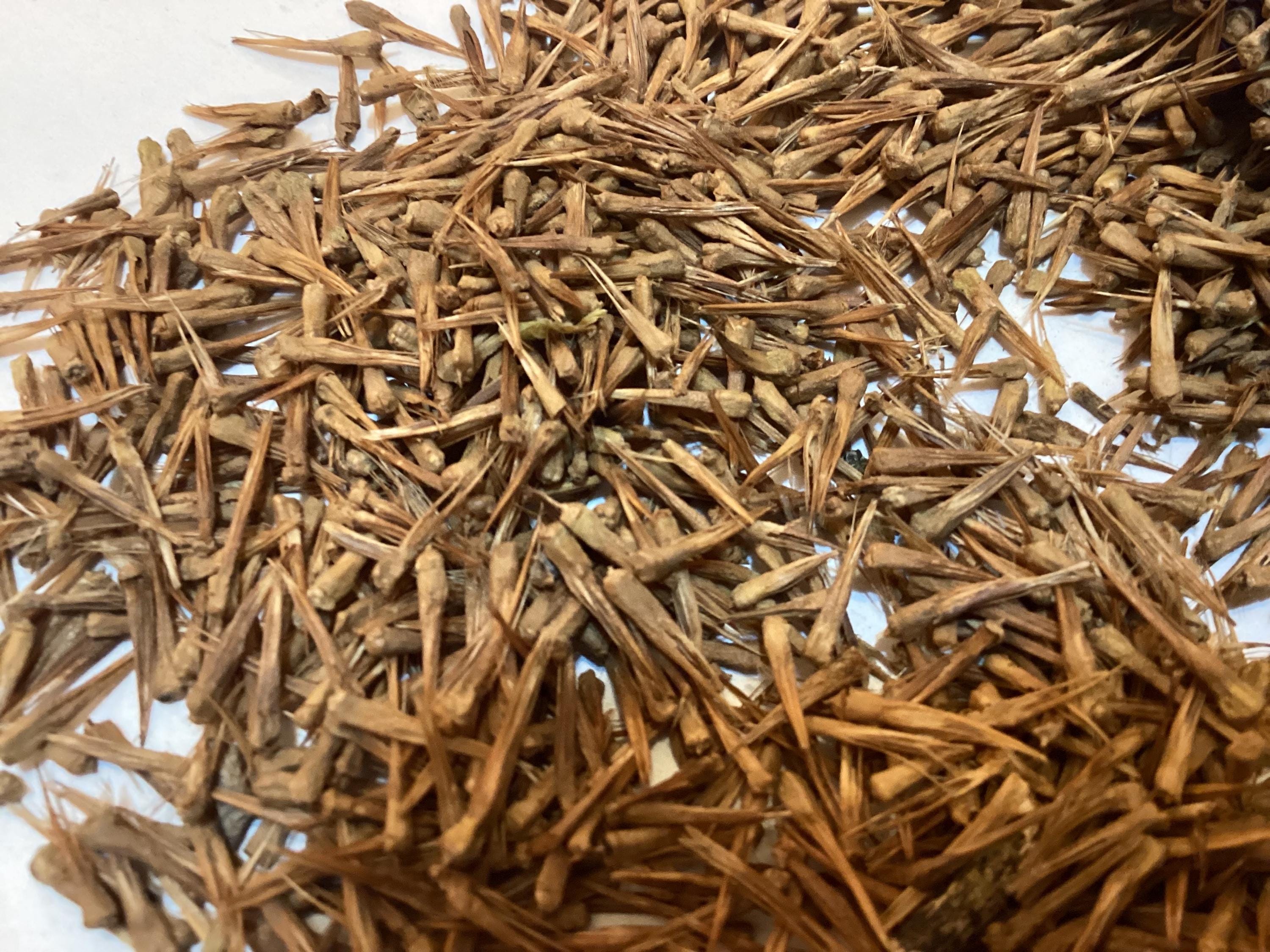 American Plane Tree Seeds (PLATANUS OCCIDENTALIS)(Broken Heads) (Water ...