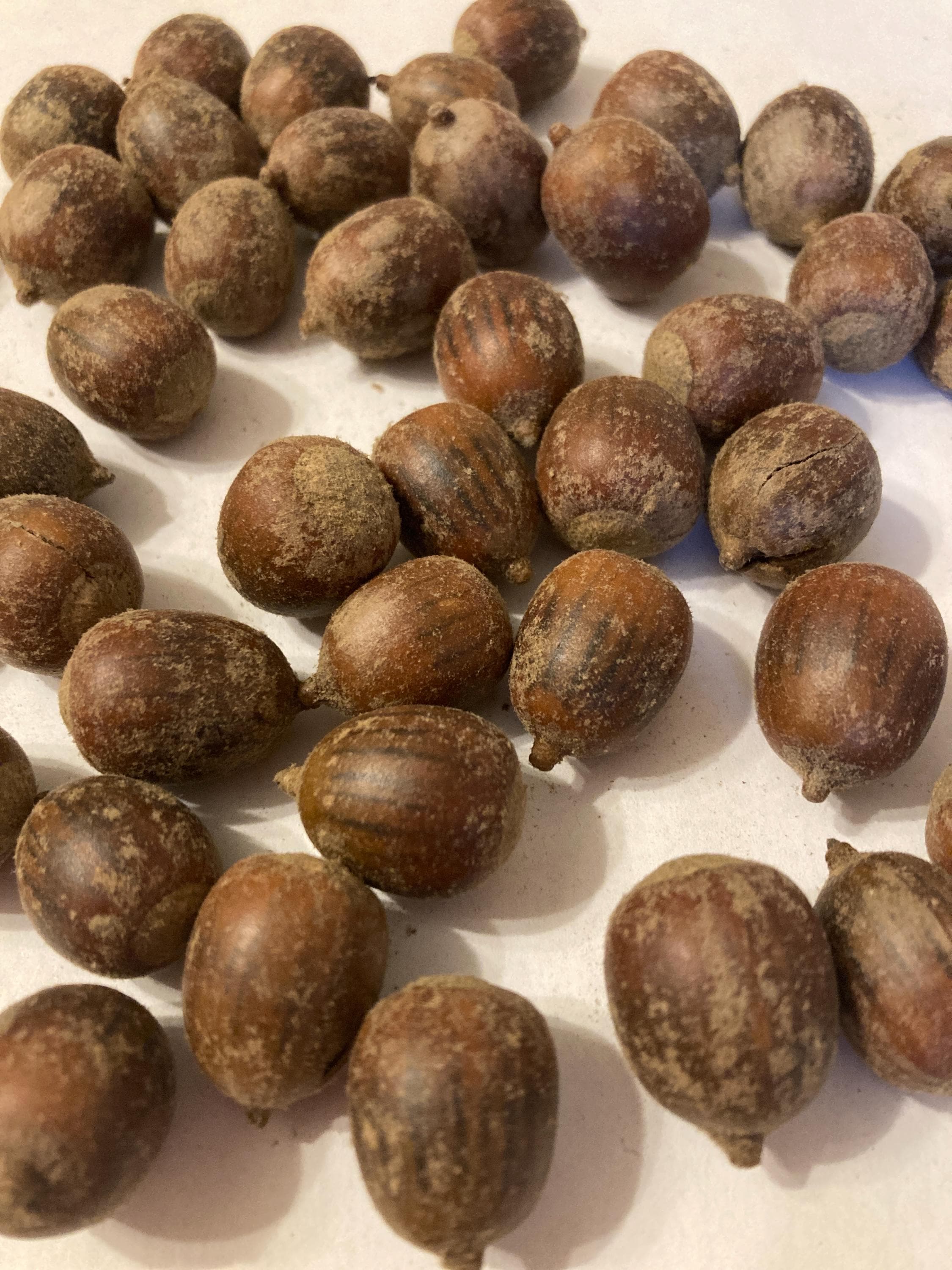 Scarlet Oak Tree Seeds (QUERCUS COCCINEA) (Acorns) | TreeSeedMan.Com ...