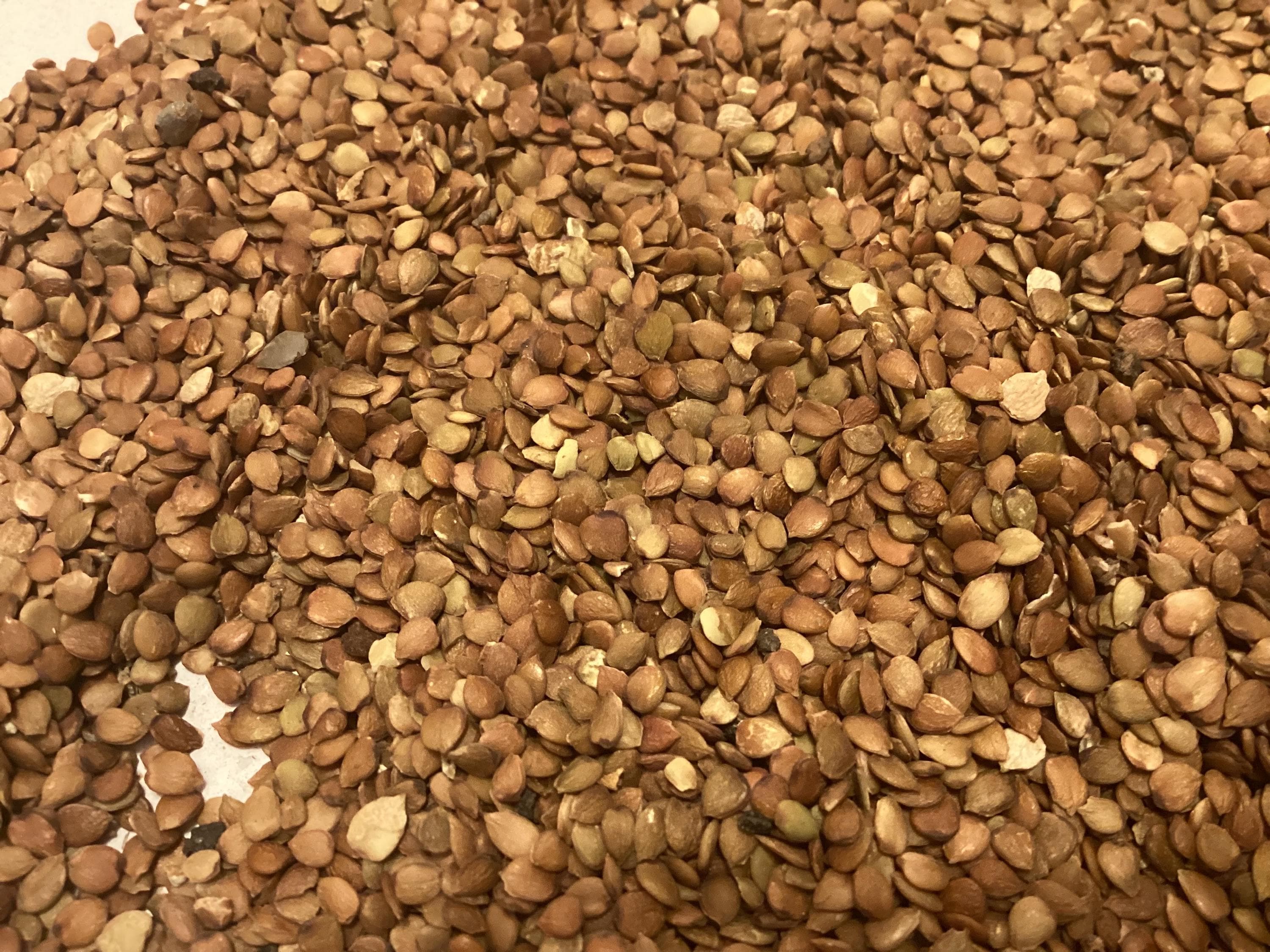 Water Elm Tree Seeds (ULMUS AMERICAN) (Common Elm) | TreeSeedMan.Com ...