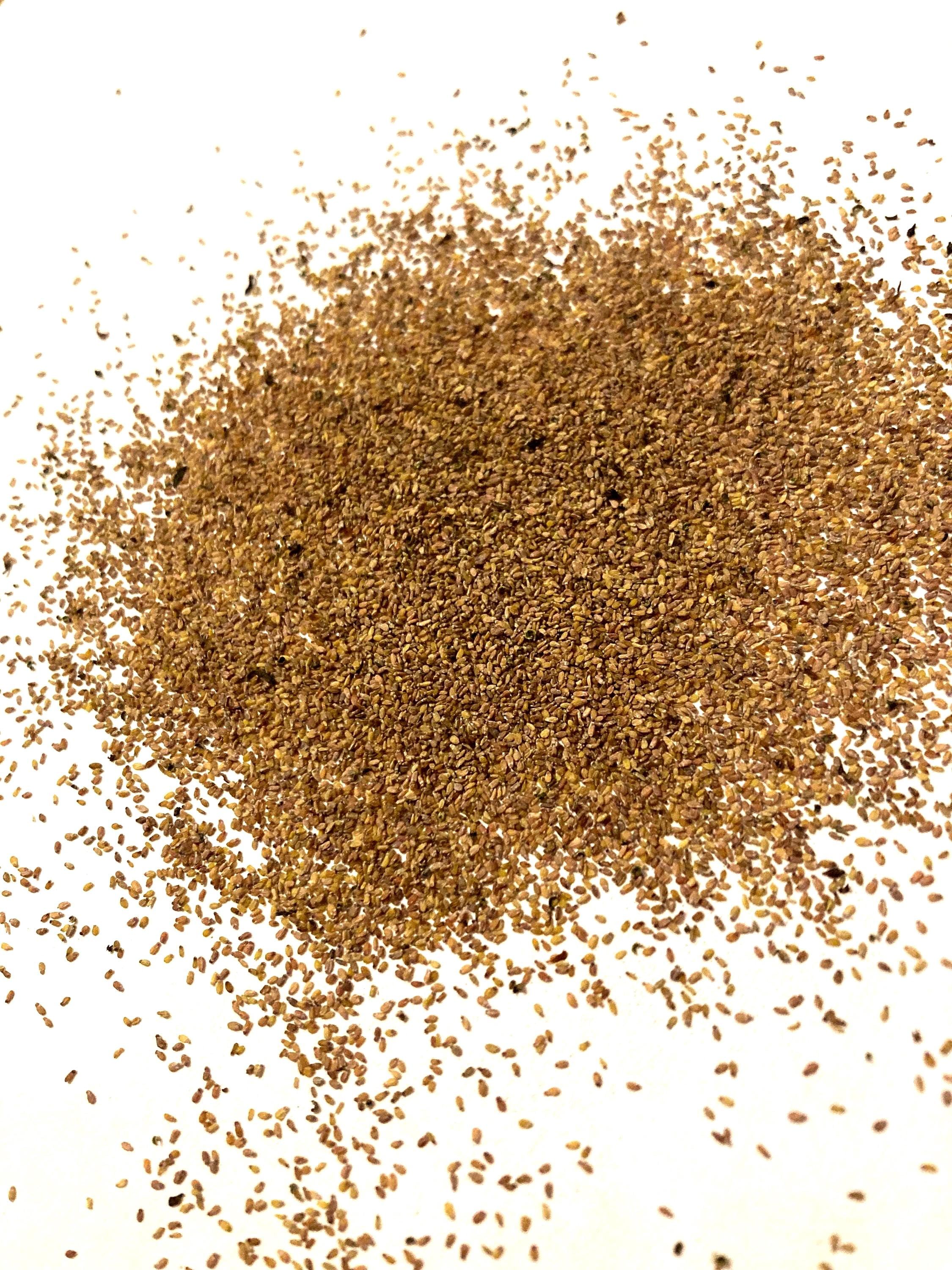 Quaking Aspen Tree Seeds (POPULUS TREMULOIDES) (Trembling Aspen ...