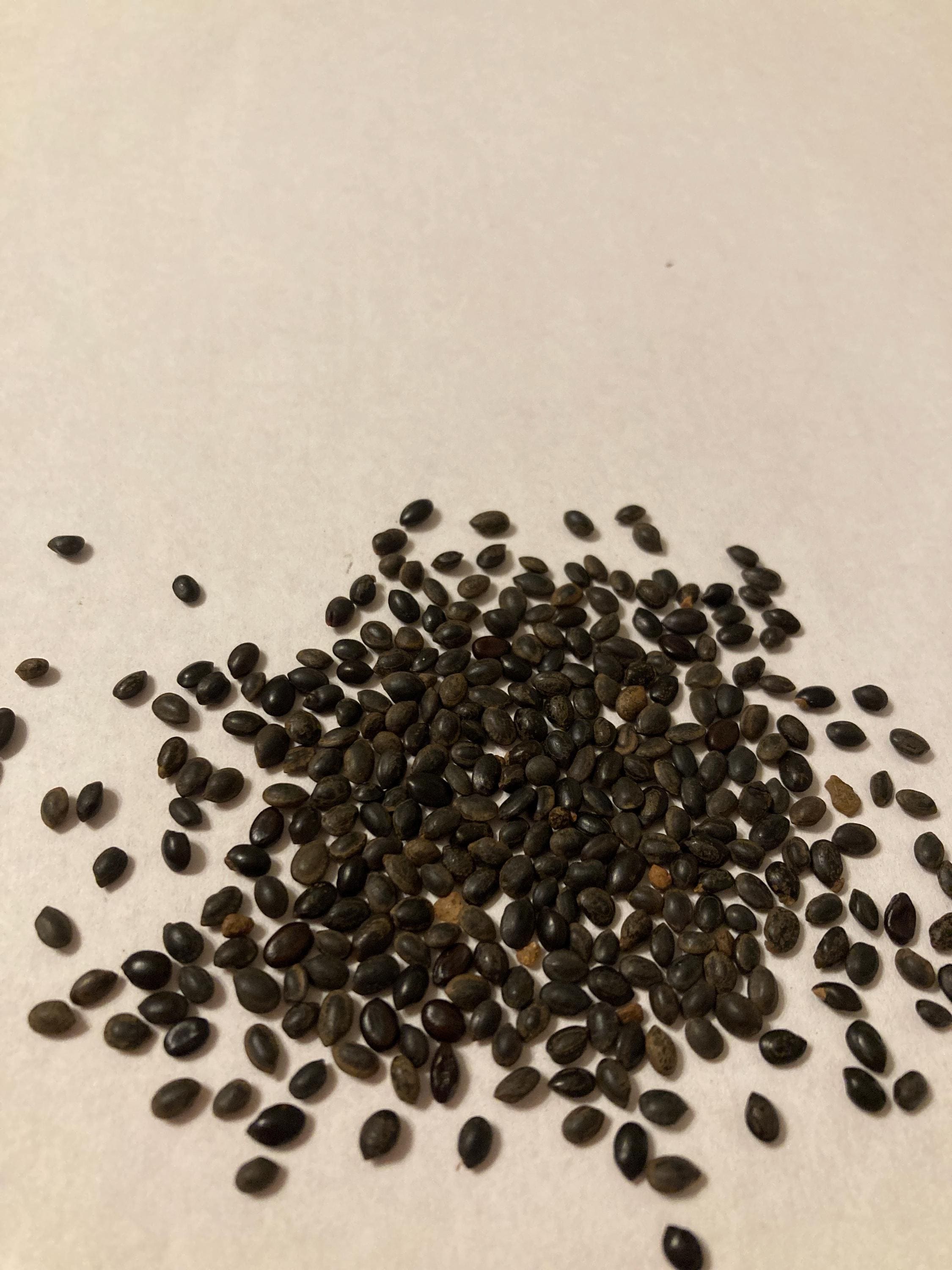 Black Wattle Tree Seeds (ACACIA DECURRENS Mollis) | TreeSeedMan.Com ...